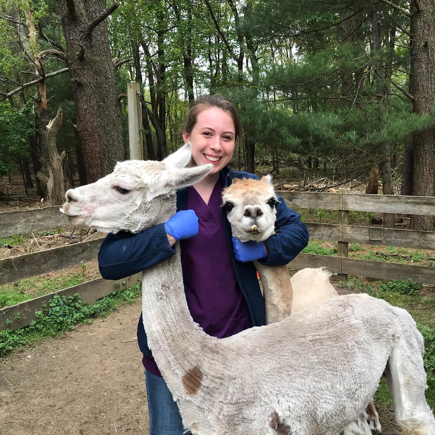 Mobile Veterinary Services | Connecticut | Green Valley Veterinary Services