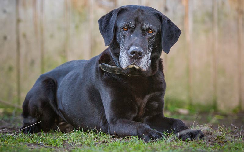 Mobile Veterinary Services | Connecticut | Green Valley Veterinary Services