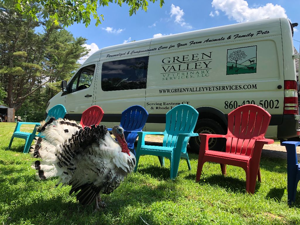 Personalized Farm Animal Care | Green Valley Veterinary Services