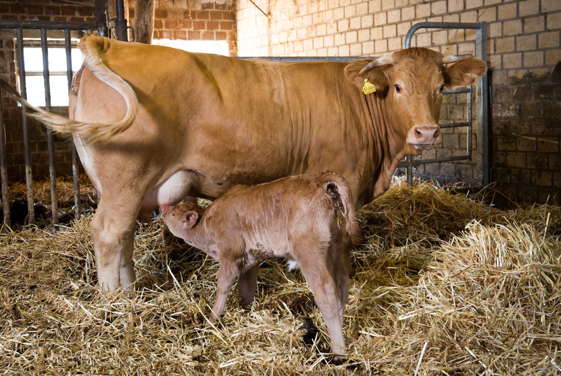 Unsere Rinder auf Hof Kempen