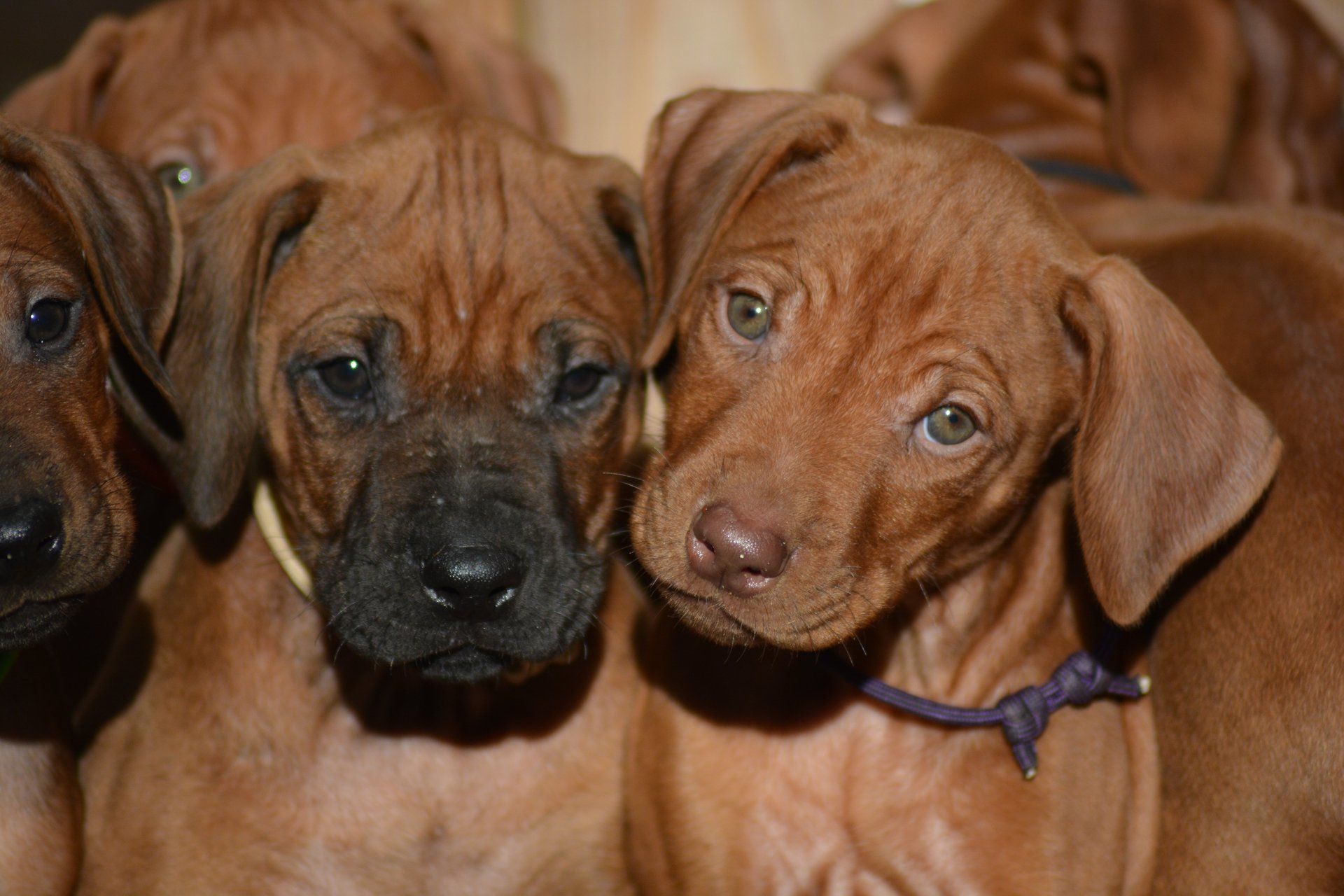 Galerien unserer Rhodesian Ridgebacks aus dem Jahre 2018 und 2019.