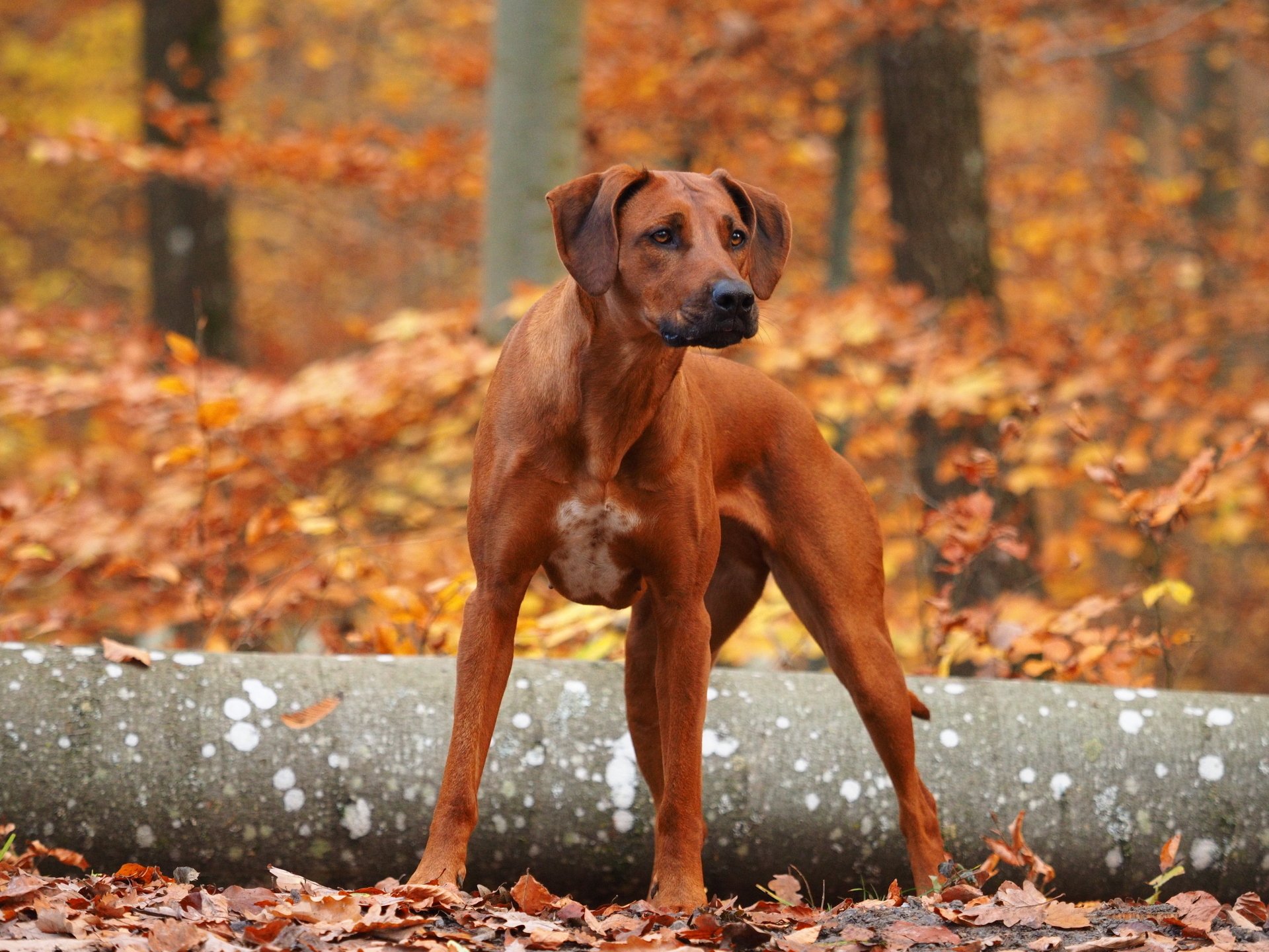 Zuchtverein Rhodesian Ridgeback Züchter im Deutscher Rhodesian ...