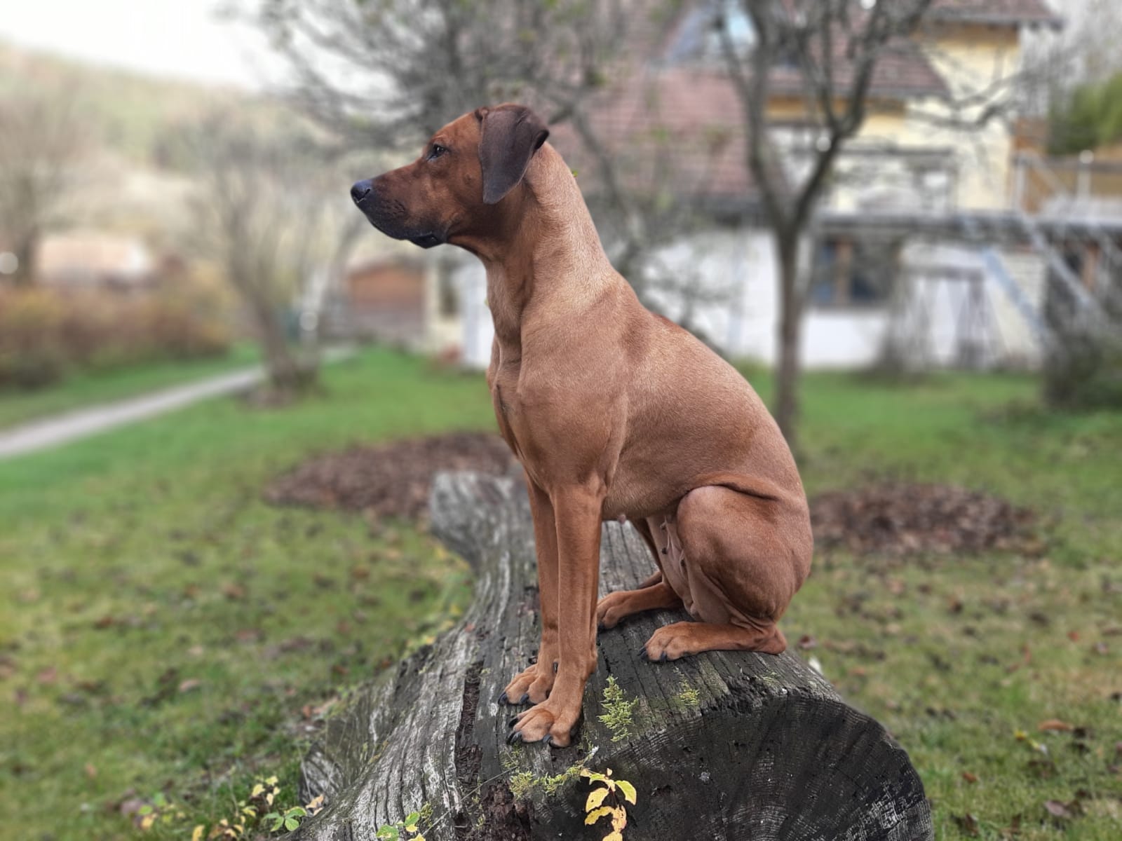 Zuchtverein Rhodesian Ridgeback Züchter im Deutscher Rhodesian ...