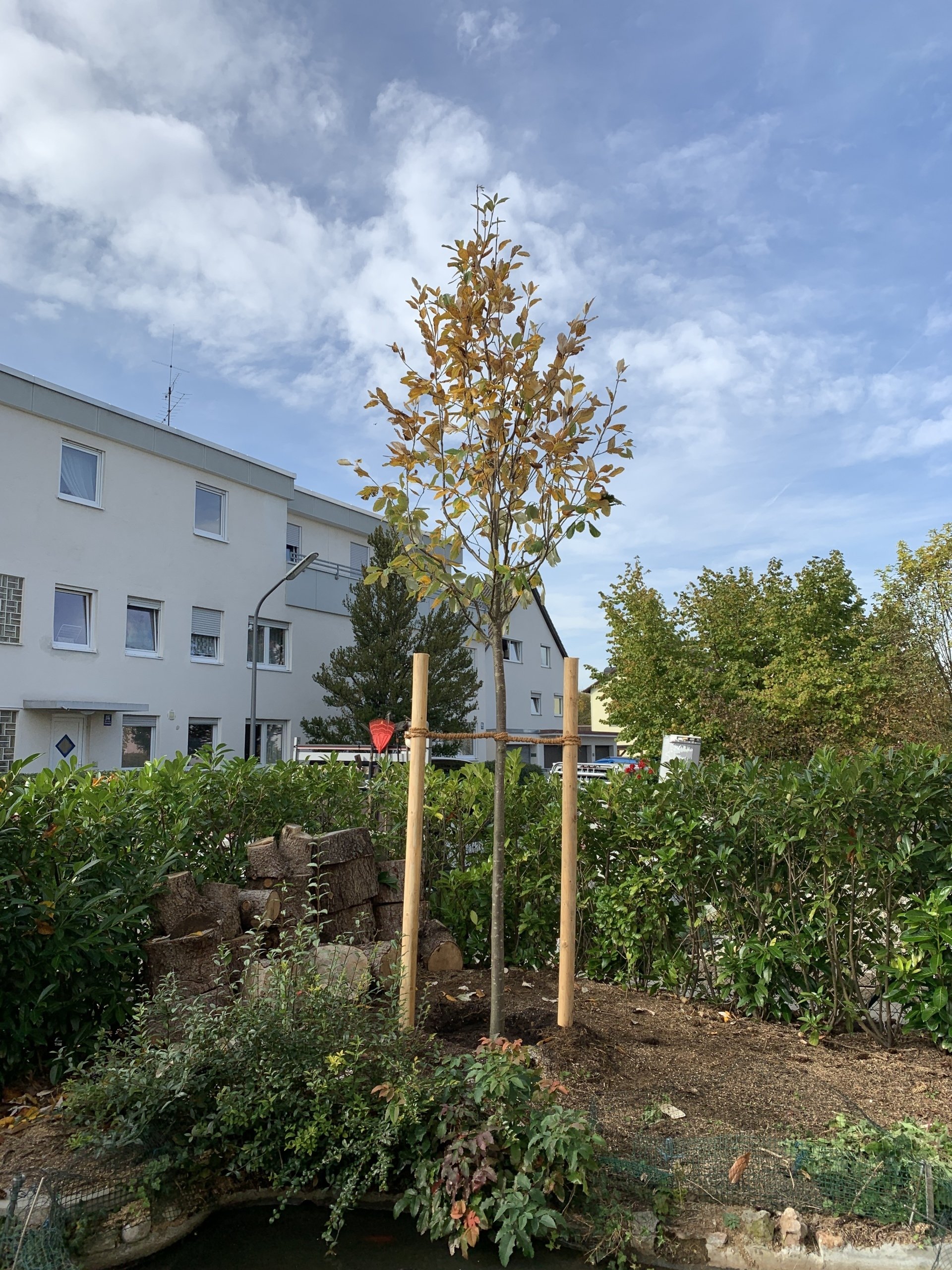 Oachkatzl Buam - Gartenpflege ⯭ Baumpflege ⯭ Gartenbau