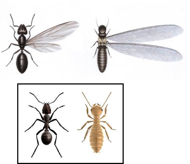 Eliminar Plagas de Hormigas en Madrid Toledo