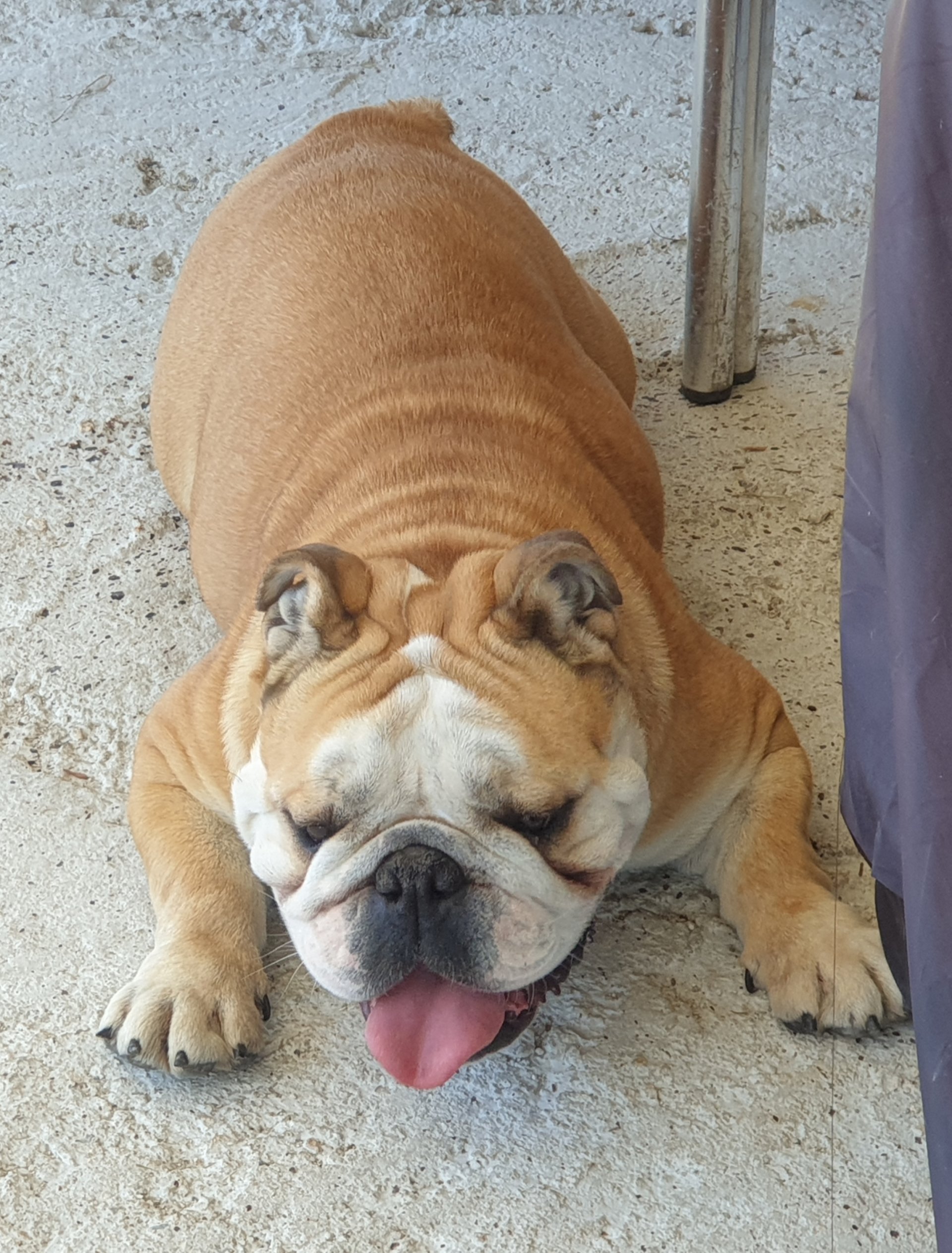 Kinderbull - Bulldog Inglés - Kinderbull Tina Turner