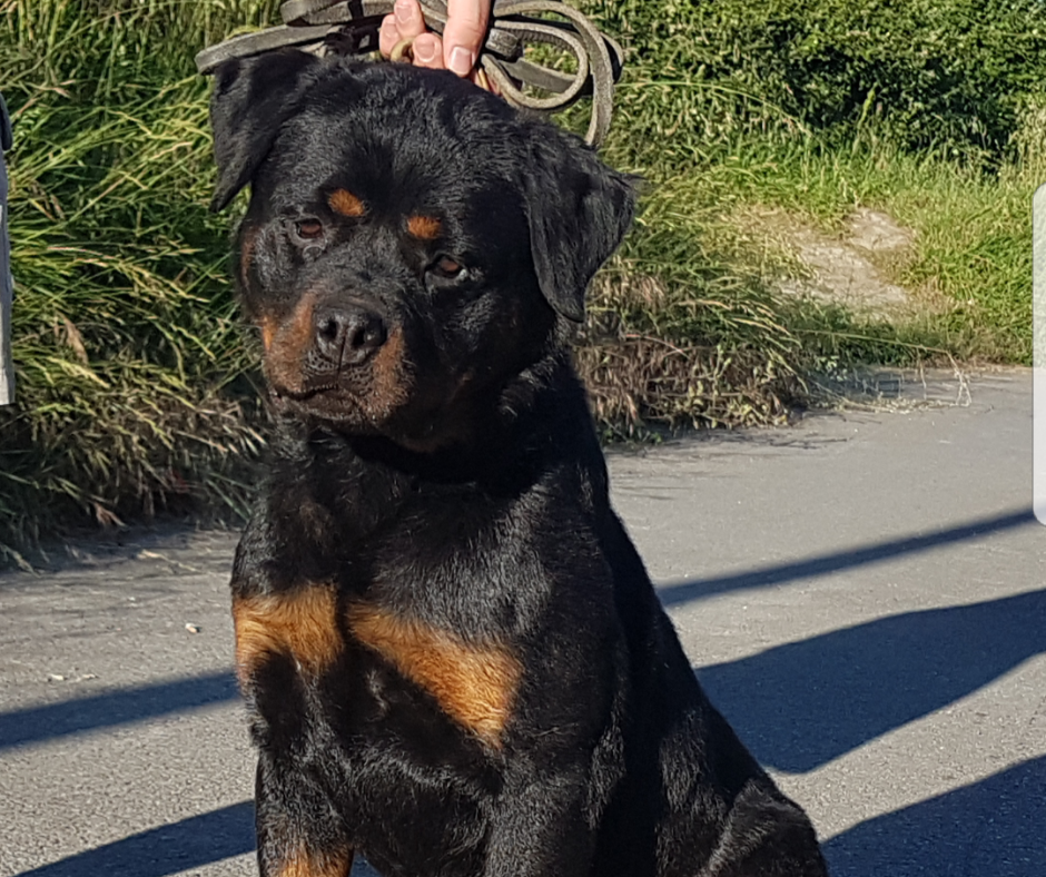 Kinderbull - Rottweiler - Hembras