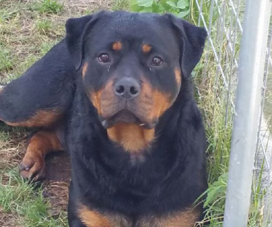 Kinderbull - Rottweiler - Hembras