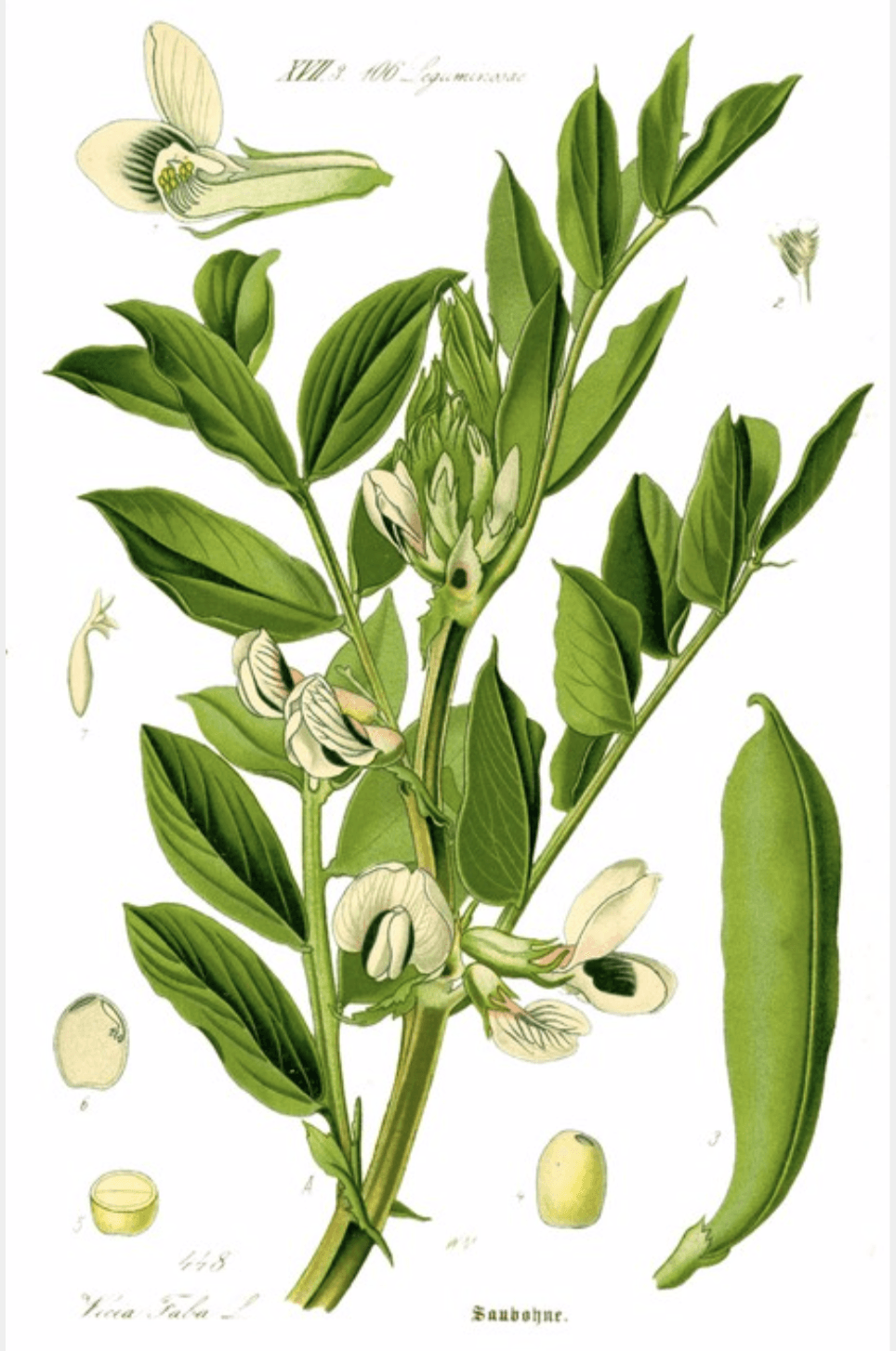 ¡Llegó la temporada de habas tiernas!