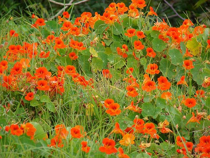 La capuchina, una delicia floral en tu huerto ecológico