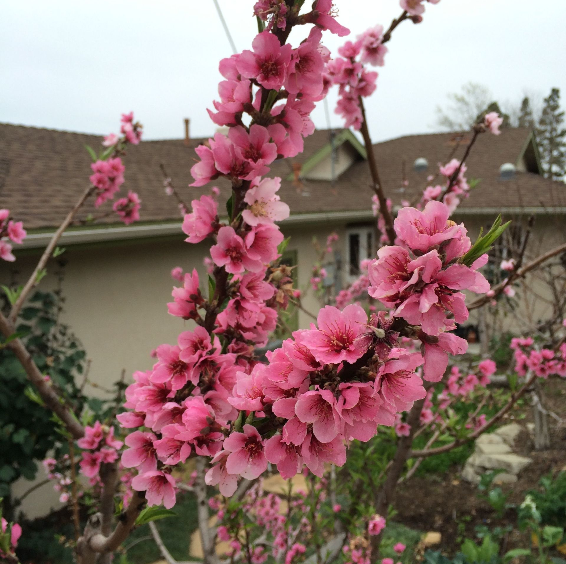 Judy's Homegrown