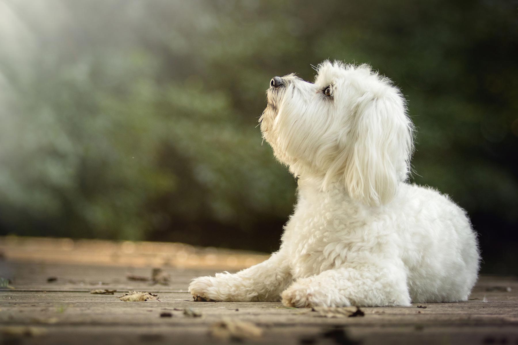 So wird dein Hund zum Fotomodel