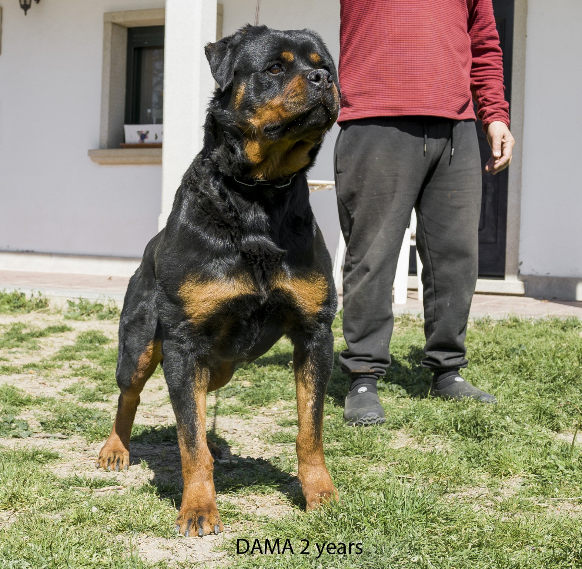 Rottweiler de Breogan - Hembras