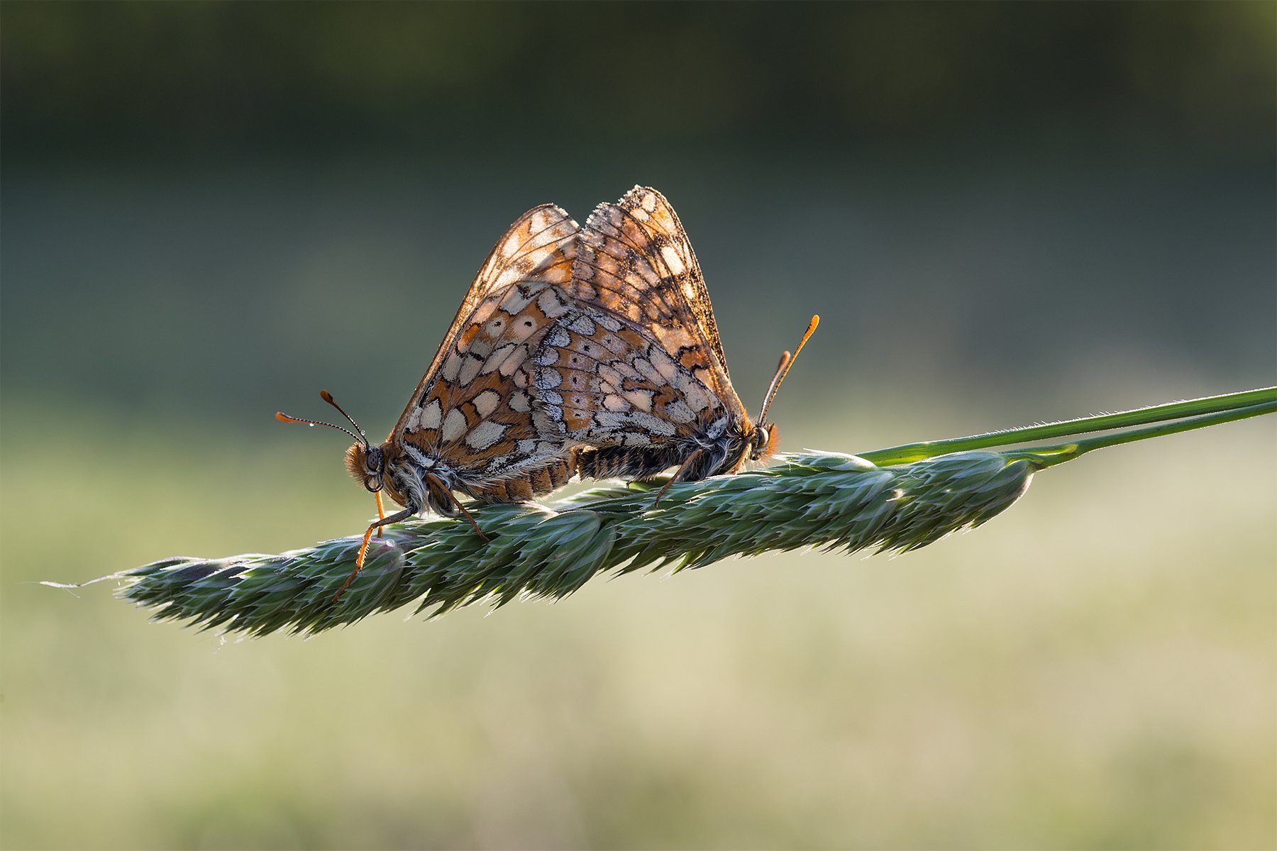 Marsh Fritillaries