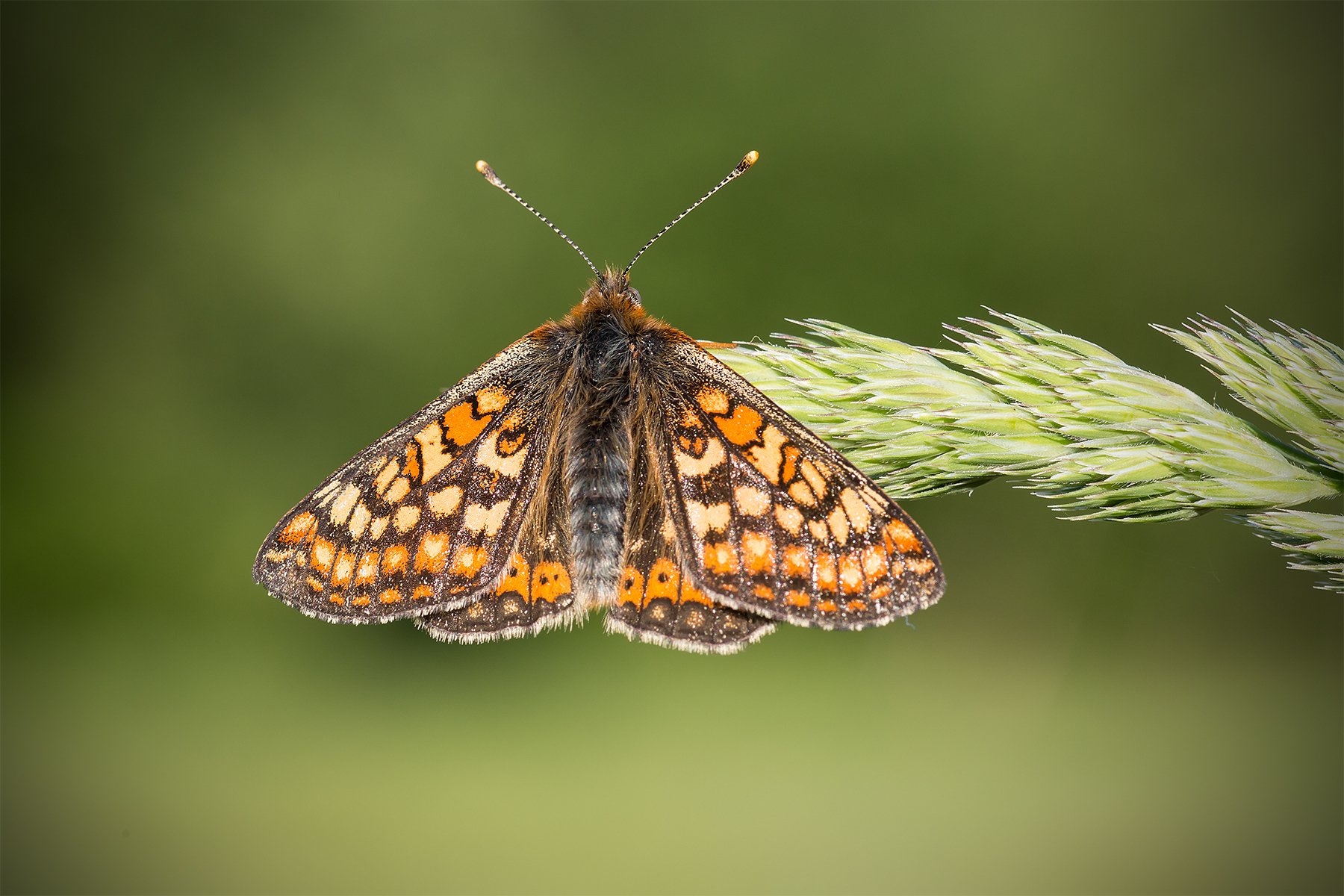 Marsh Fritillaries