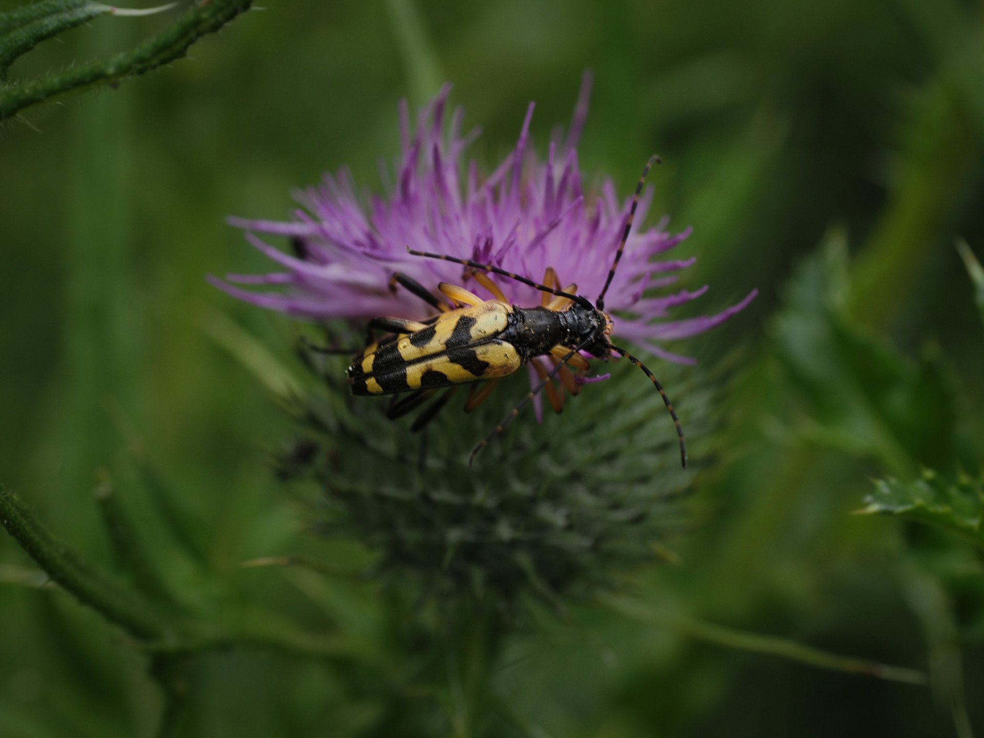Crowle Moor Nature Reserve