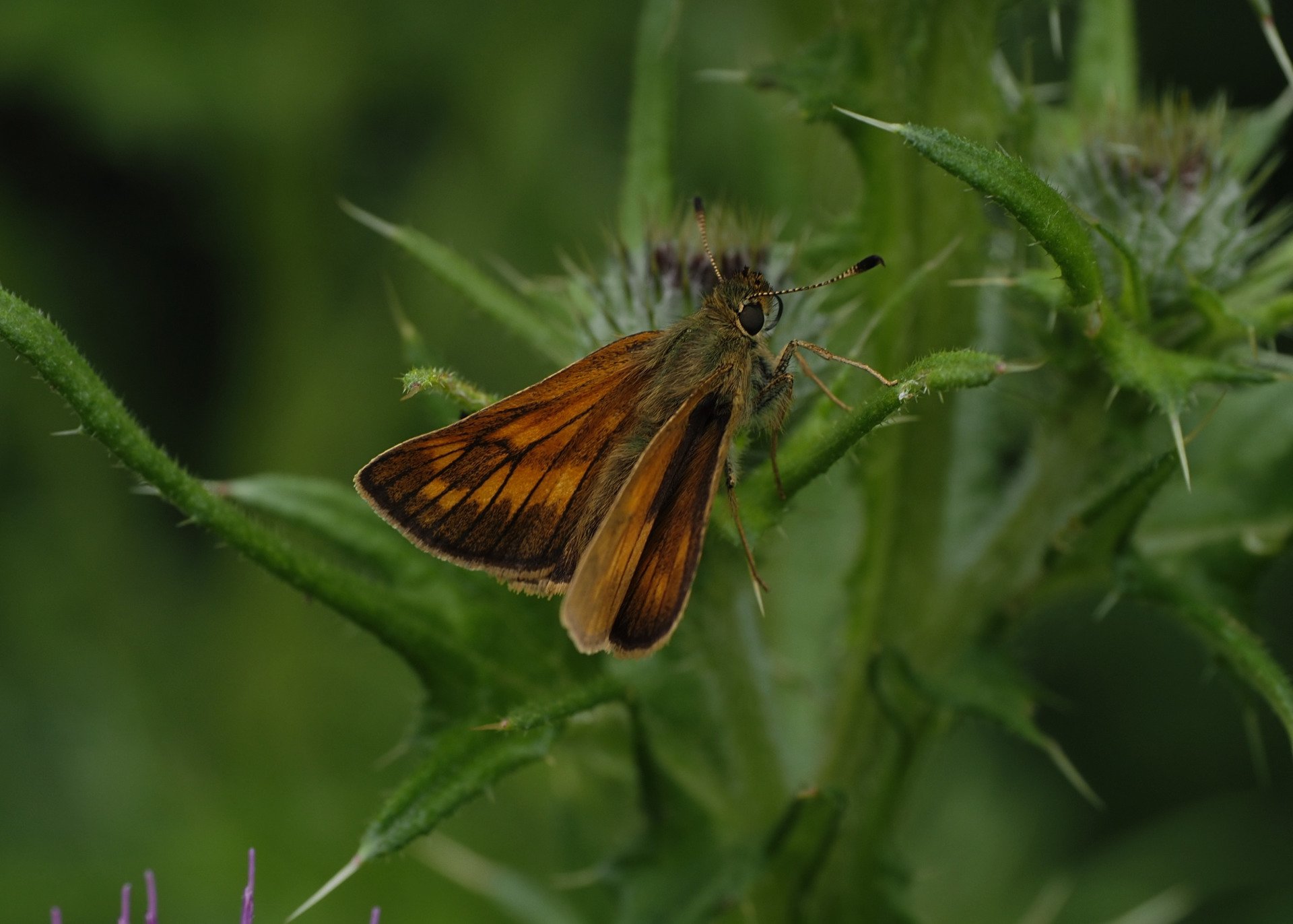 Crowle Moor Nature Reserve