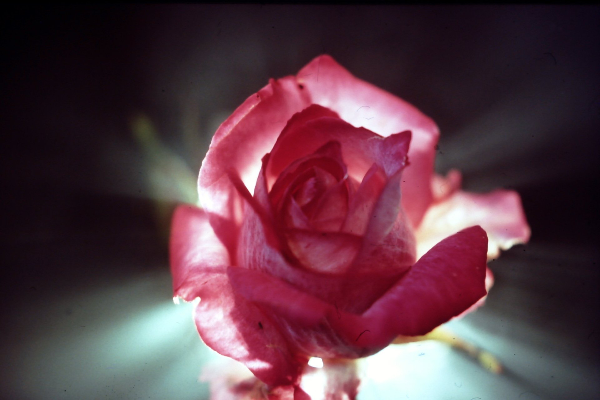 The Story Behind The Image - Peter Cory