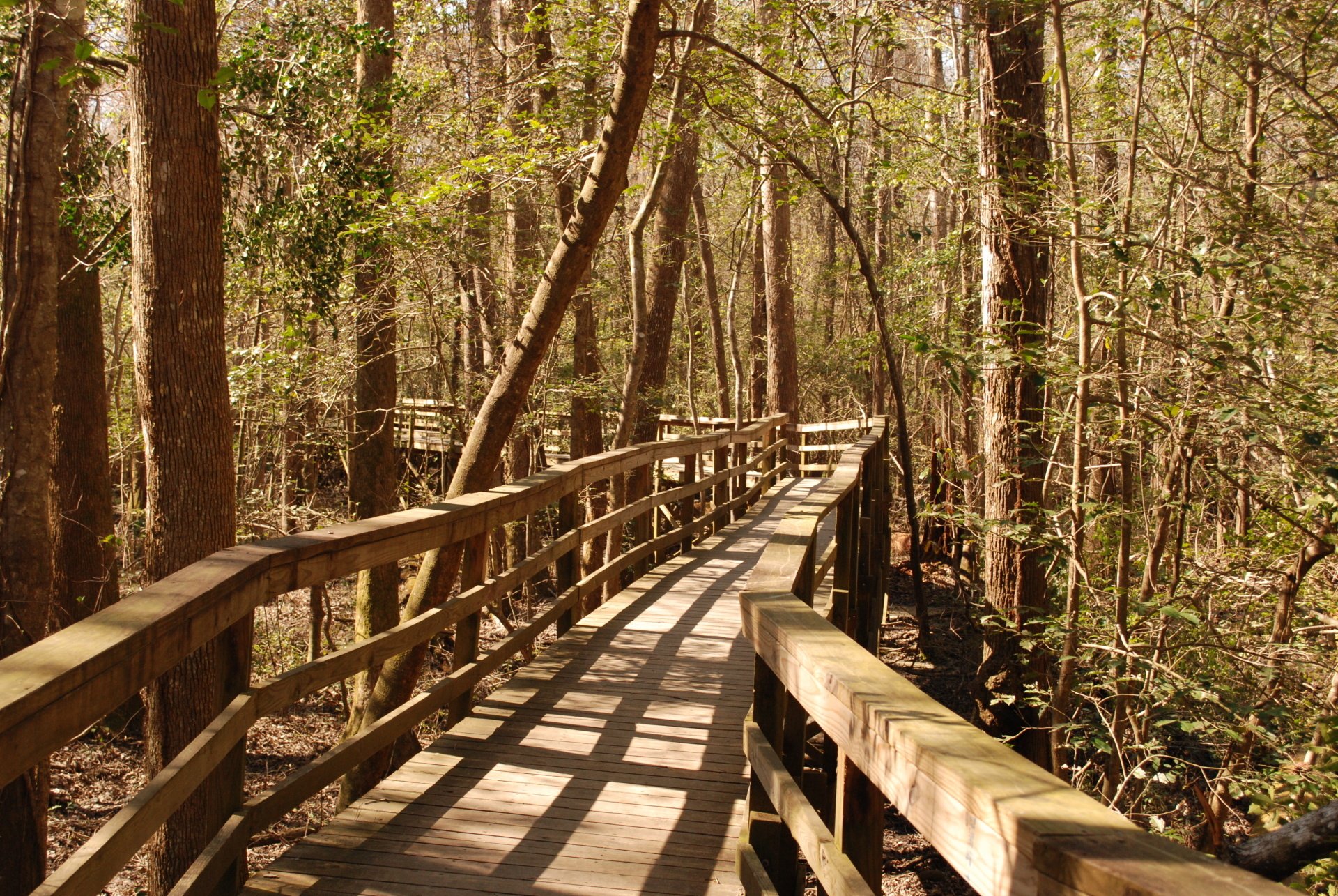 congaree-national-park-images