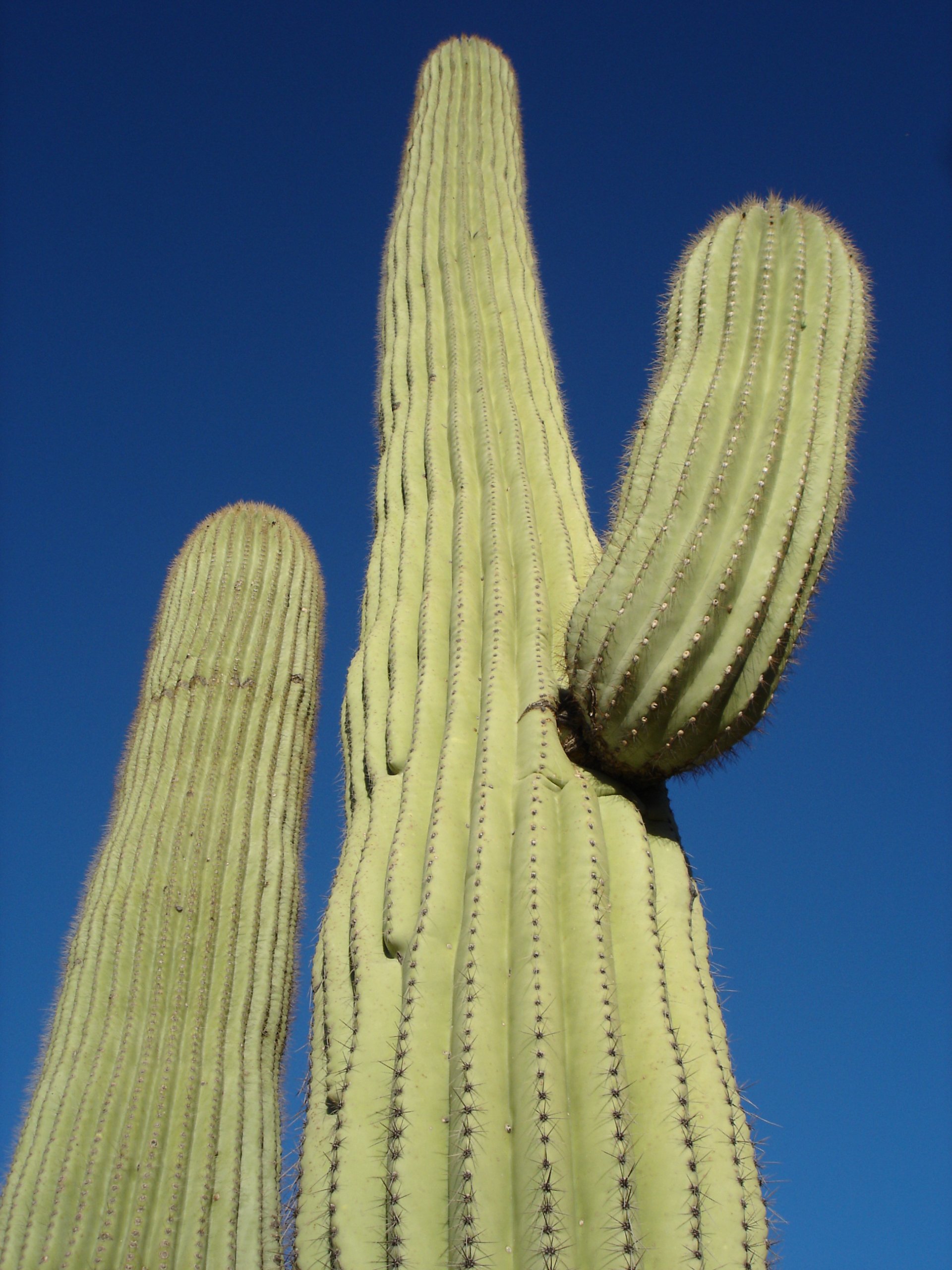 Saguaro Pictures - Enjoy Saguaro National Park