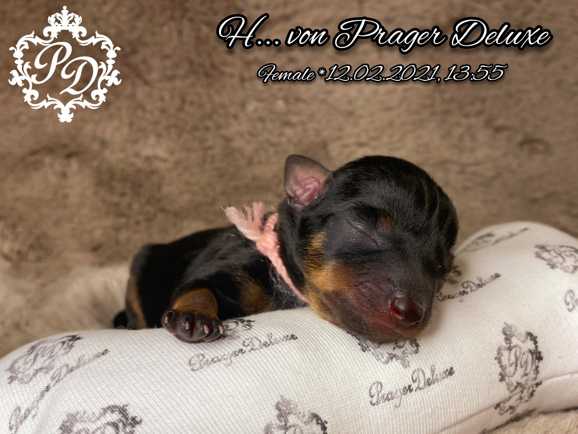 Prager Rattler Welpen