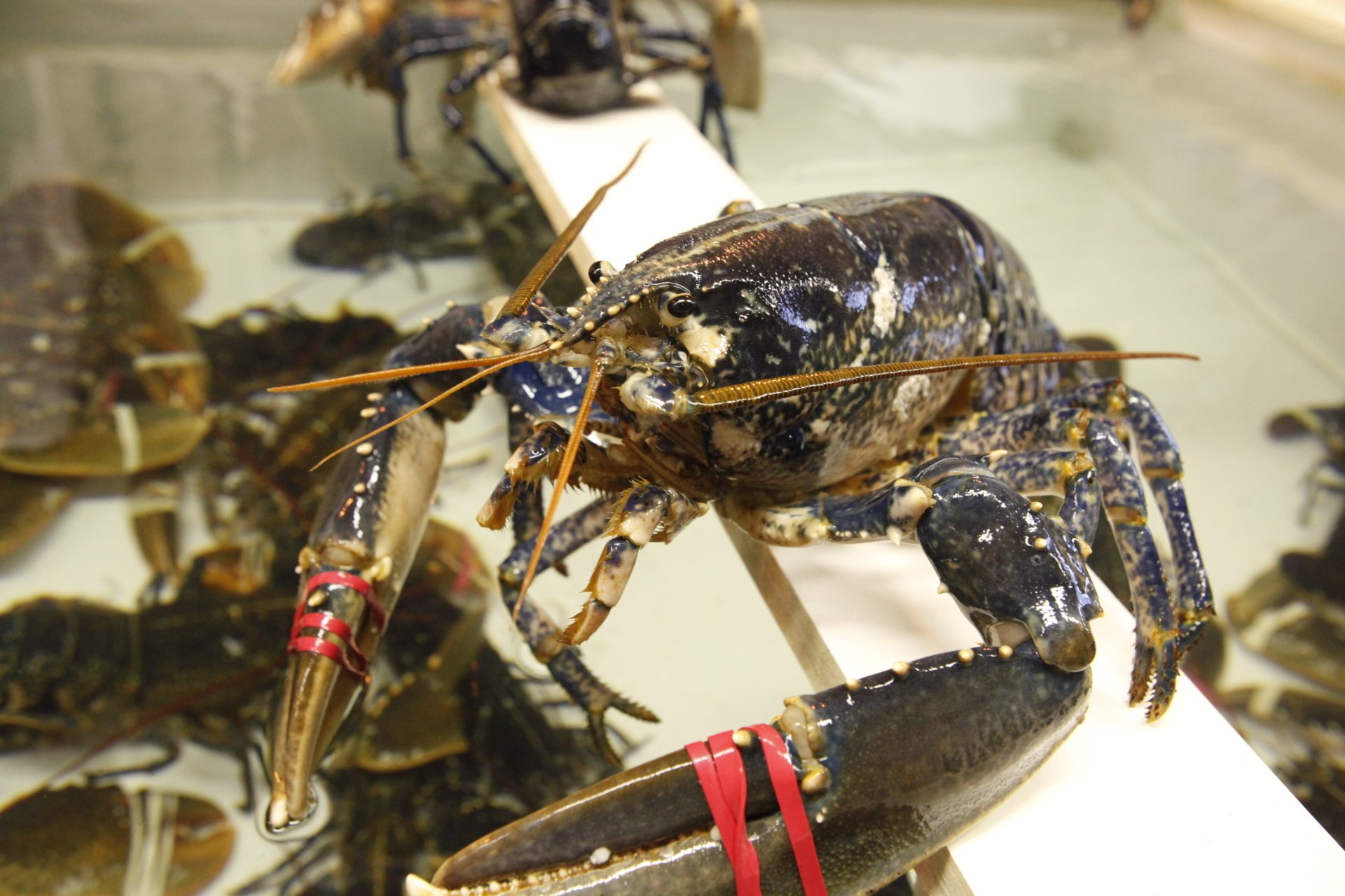 Chamberlain Thelwell-Premium Seafood and Shellfish Suppliers