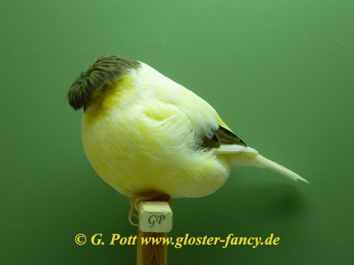 Home Glosterzucht - Gregor Pott - Gloster-Fancy.de