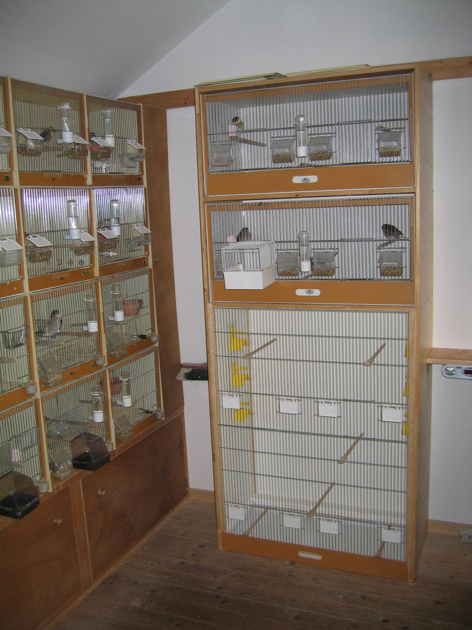 Vogelhaus Glosterzucht Gregor Pott - Gloster-Fancy.de