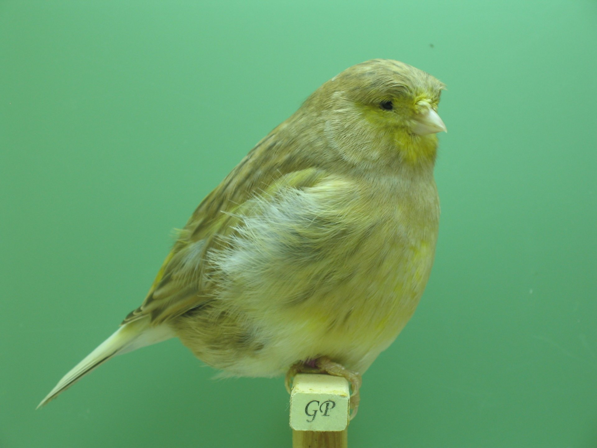 Glosterzucht Gregor Pott - Gloster-Fancy