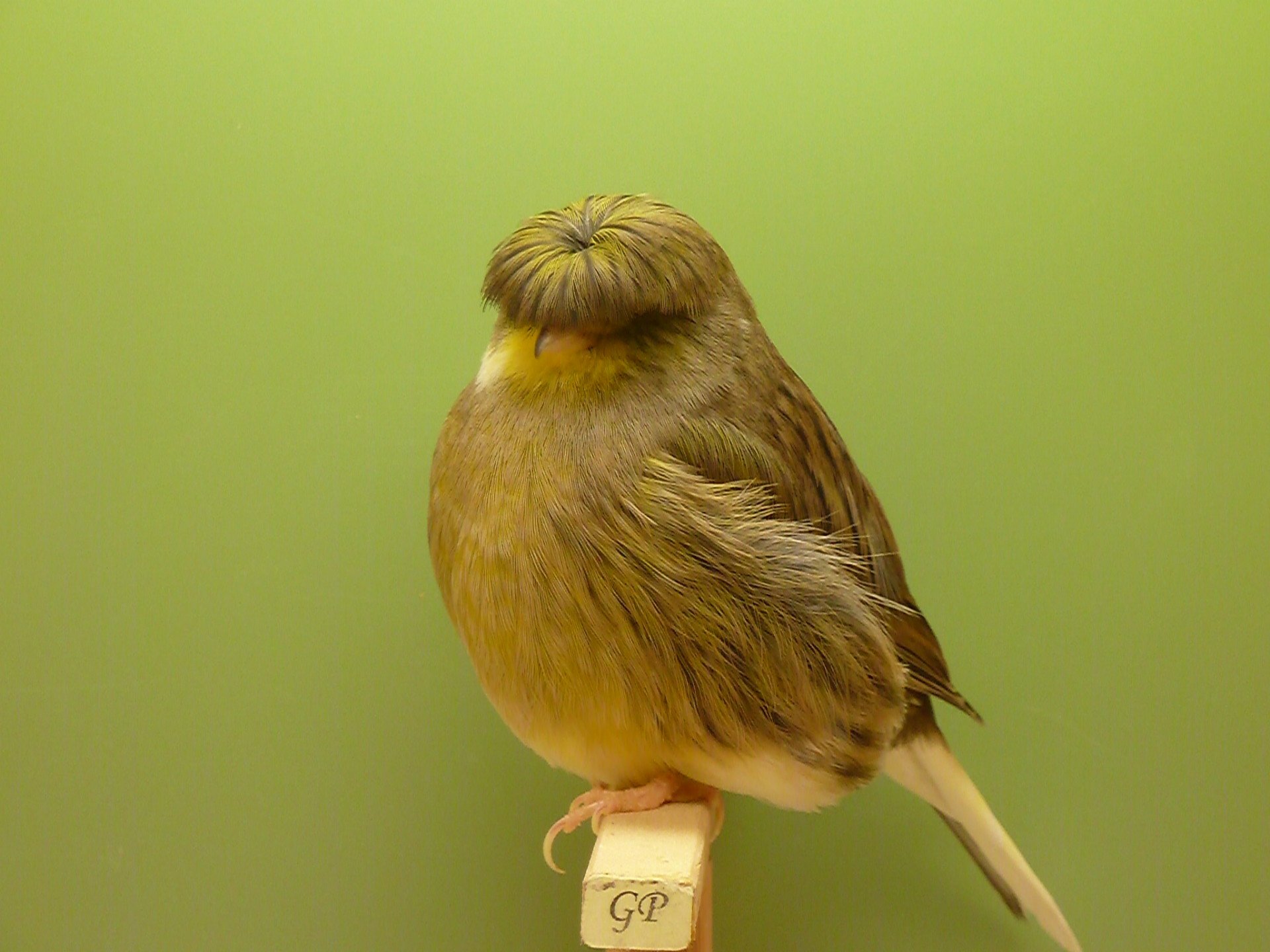 Glosterzucht Gregor Pott - Gloster-Fancy