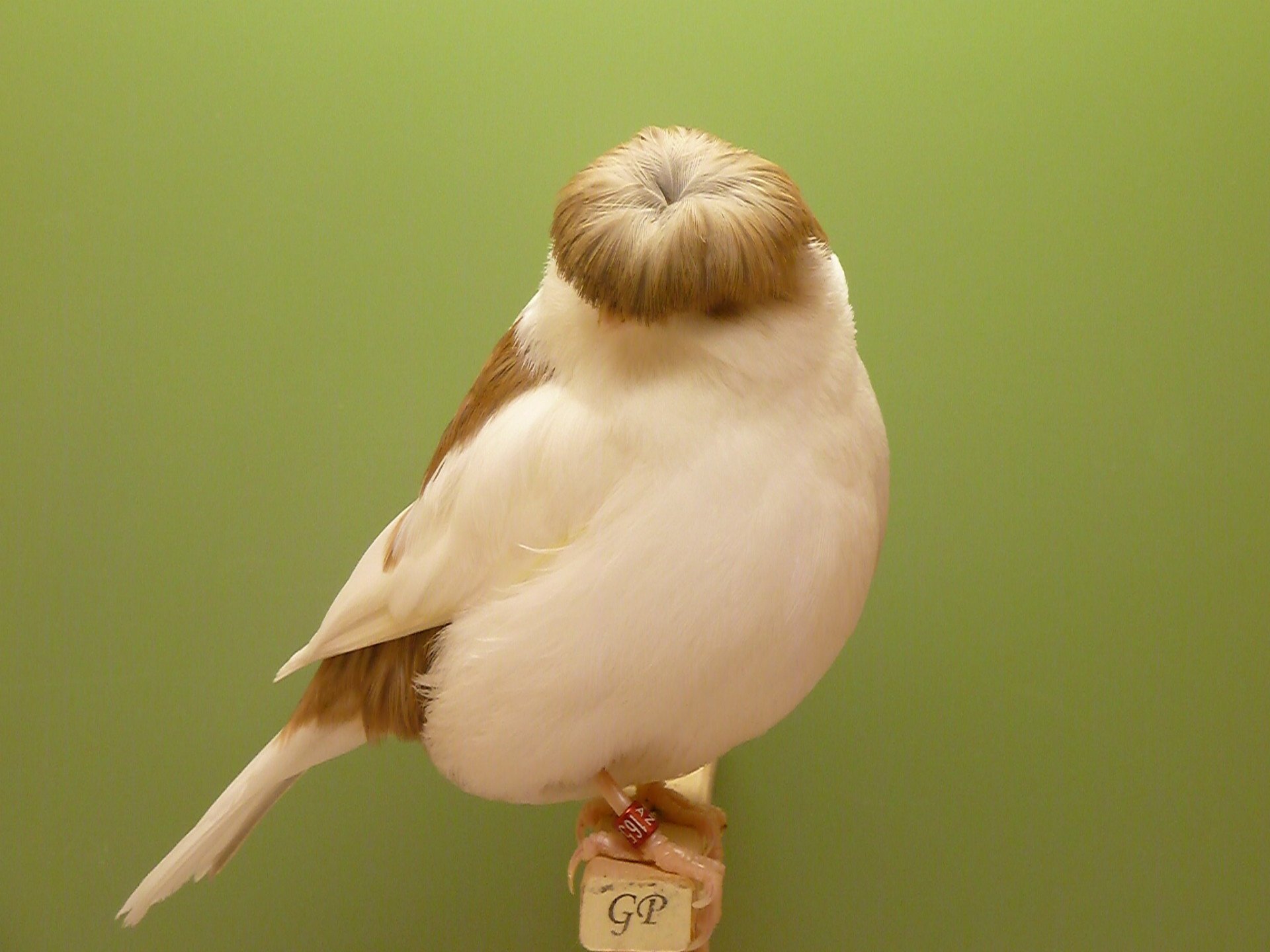 Glosterzucht Gregor Pott - Gloster-Fancy