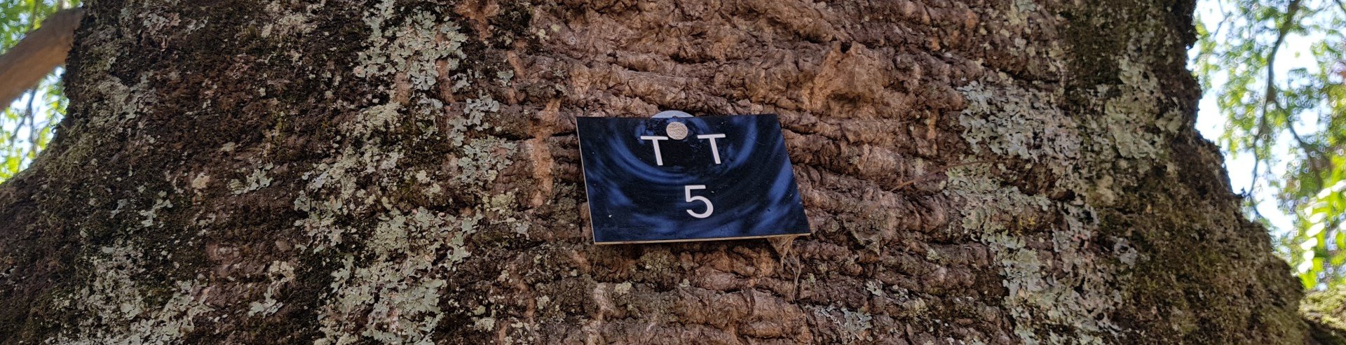 treesinchi.org by Chichester Tree Wardens