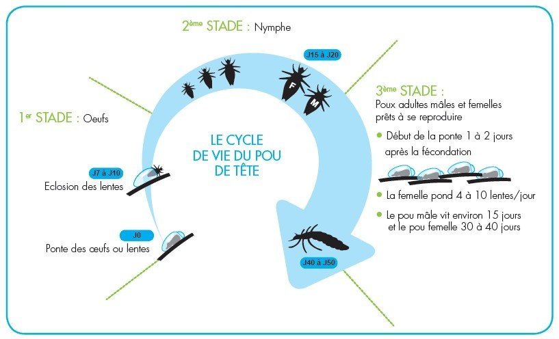 les poux
