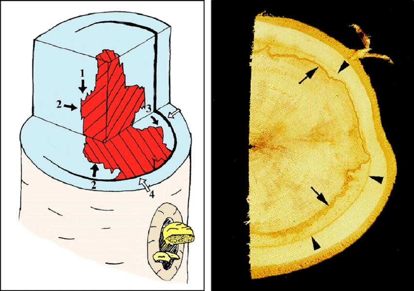 CODIT - Was bedeutet diese Abkürzung in der Baumpflege?