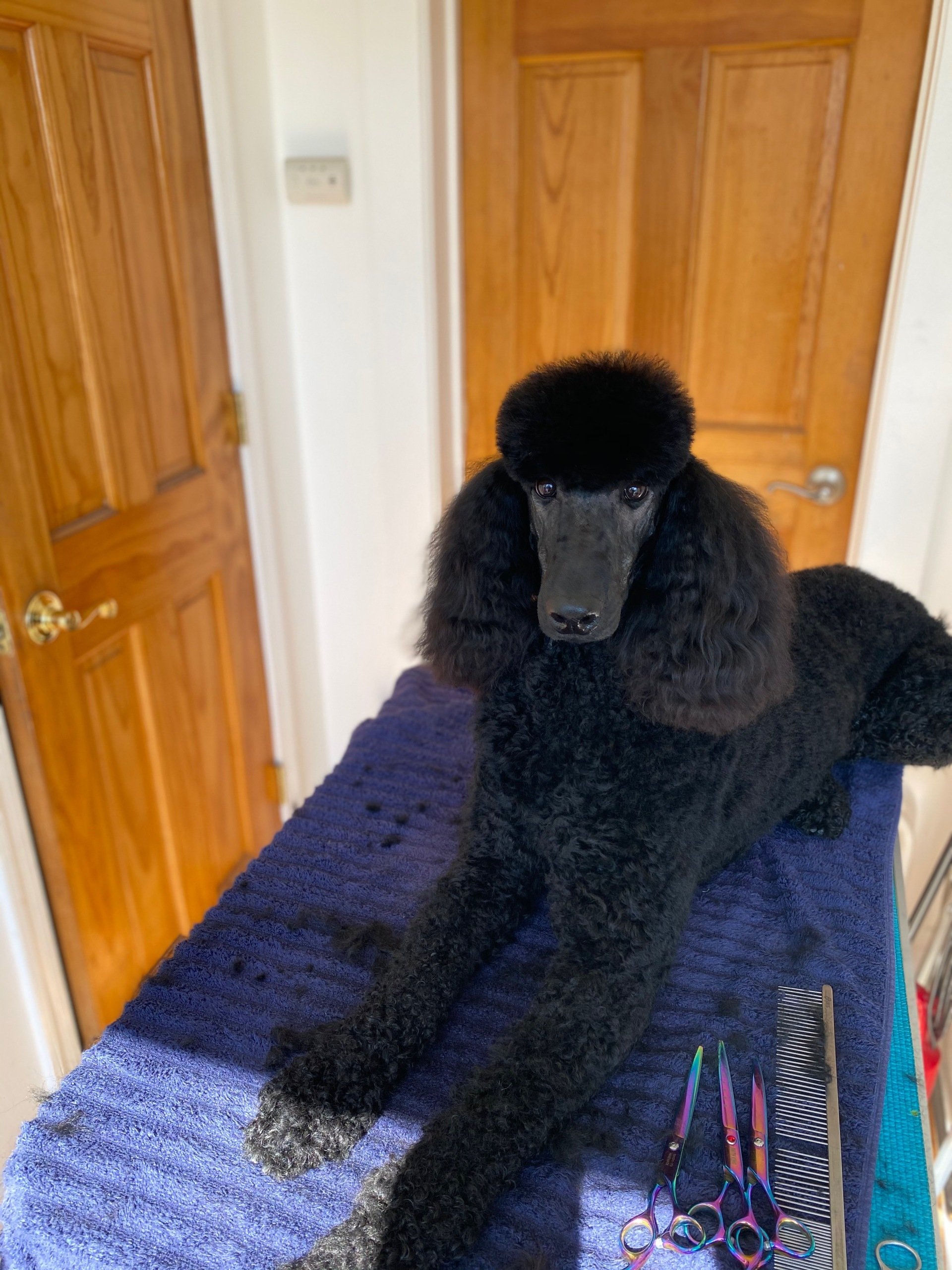 Our Standard Poodles