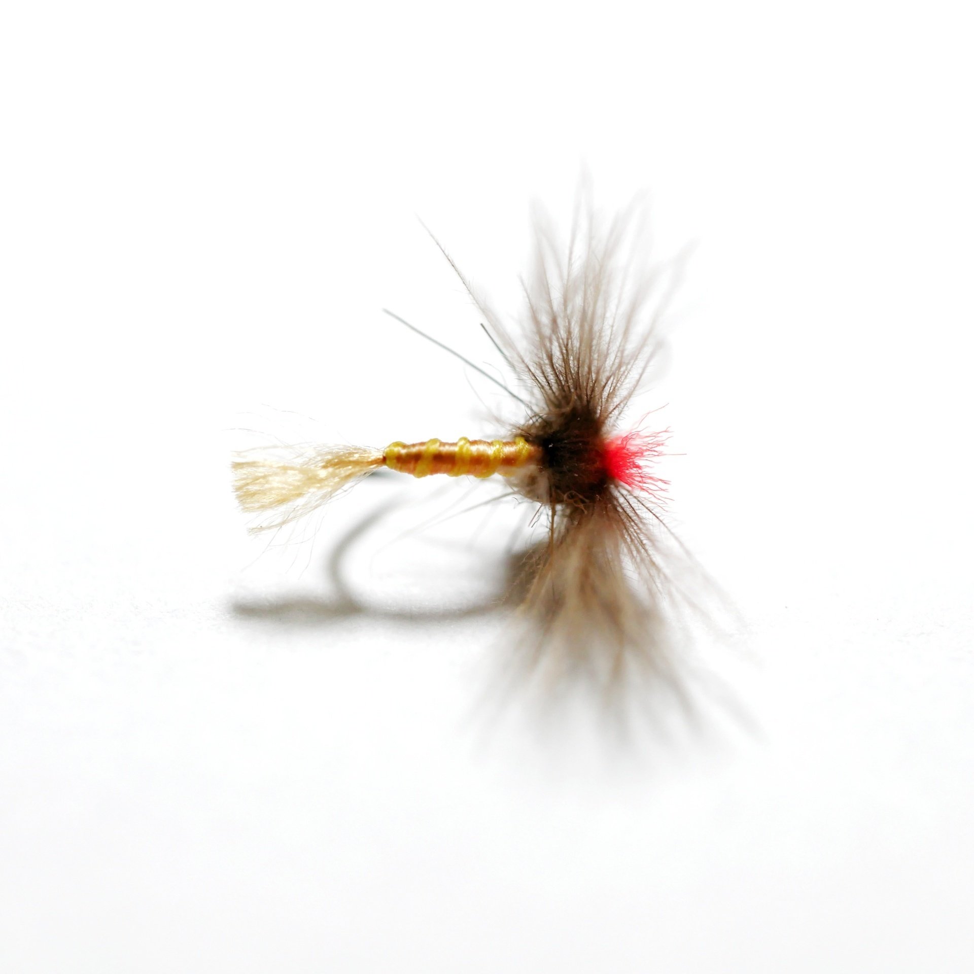 Galería de fotos Spanish Flies