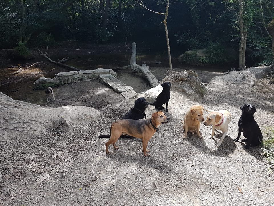 Photos from Muttley-Crew Dog Walking Services