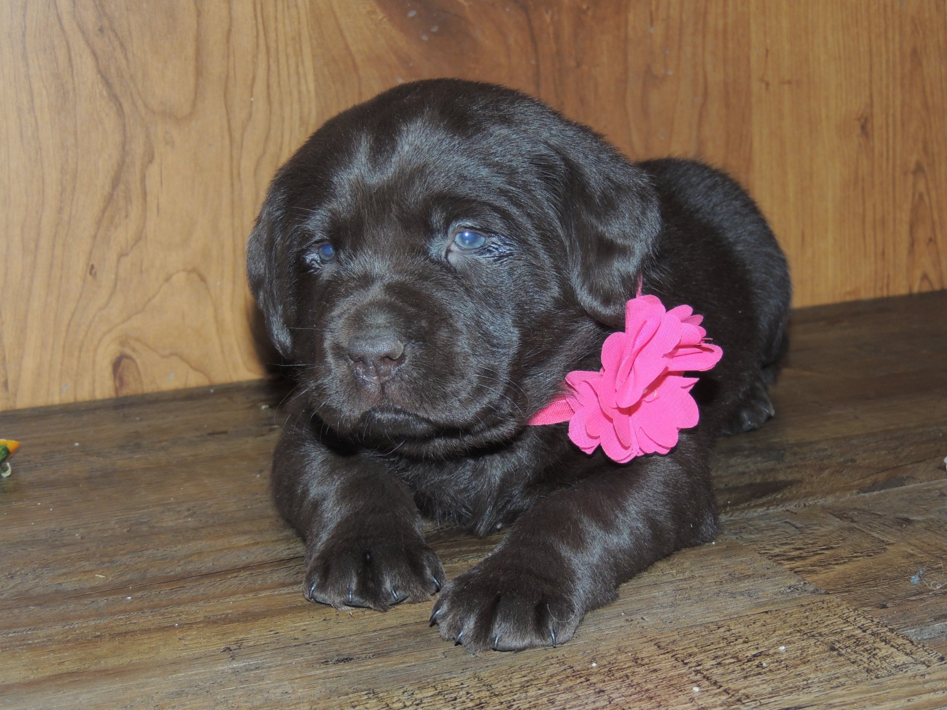 Pomeranian, Labrador Retriever, and Mini Dachshund Puppies