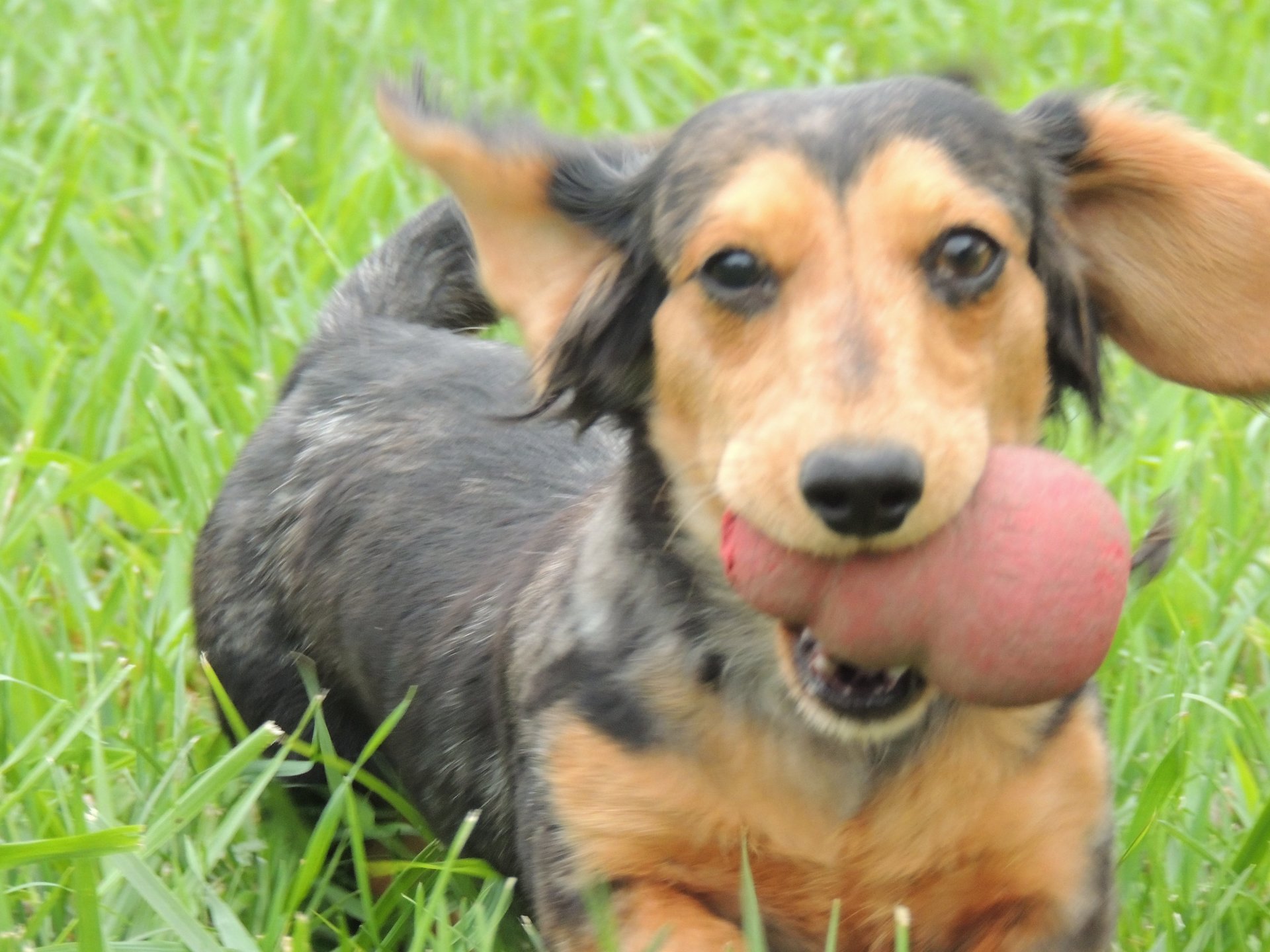 Pomeranian, Labrador Retriever, and Mini Dachshund Puppies