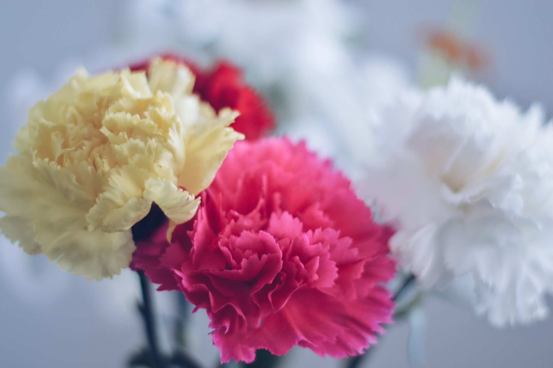 Flor de enero: Clavel. Parte 2