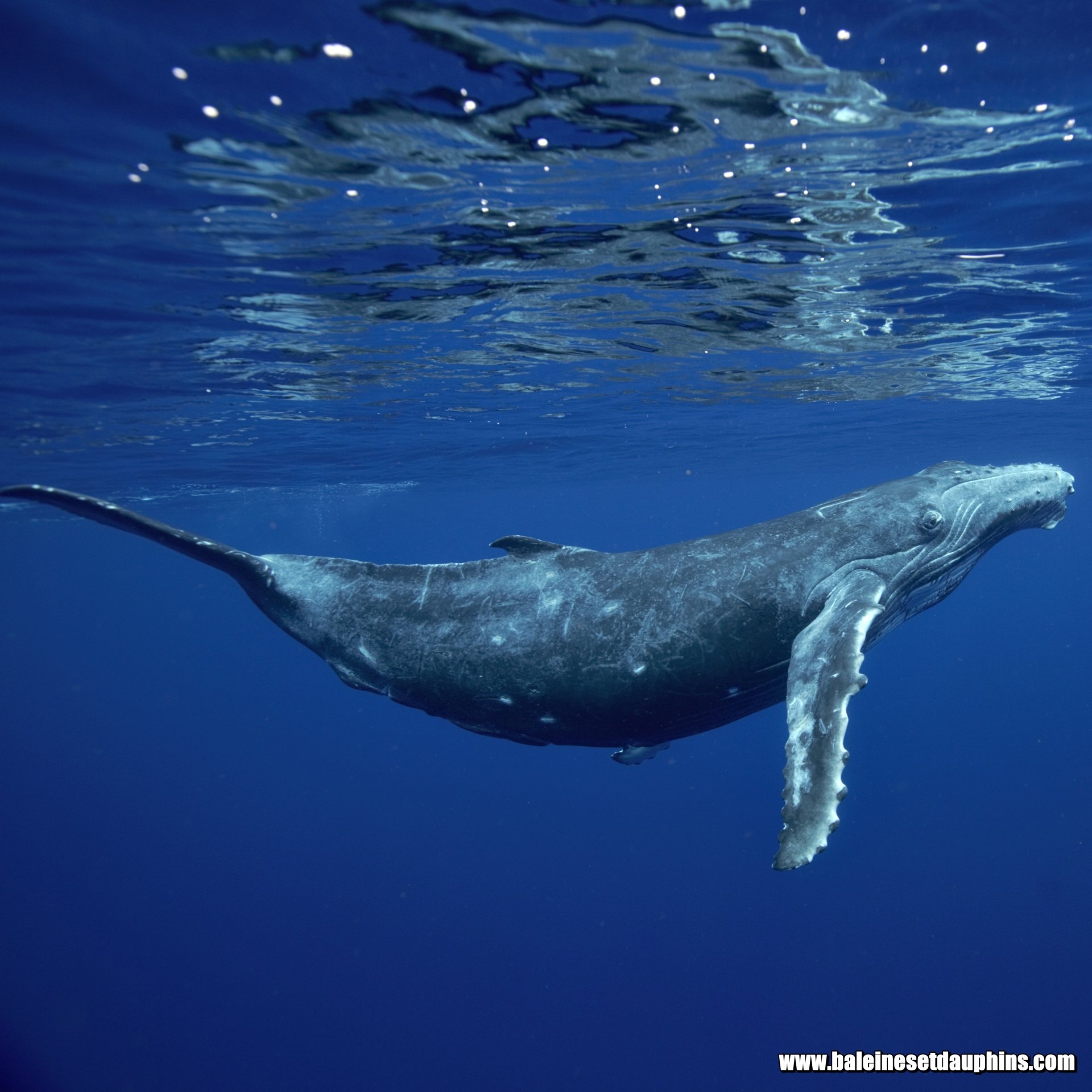 Les premières baleines déjà observées au fenua