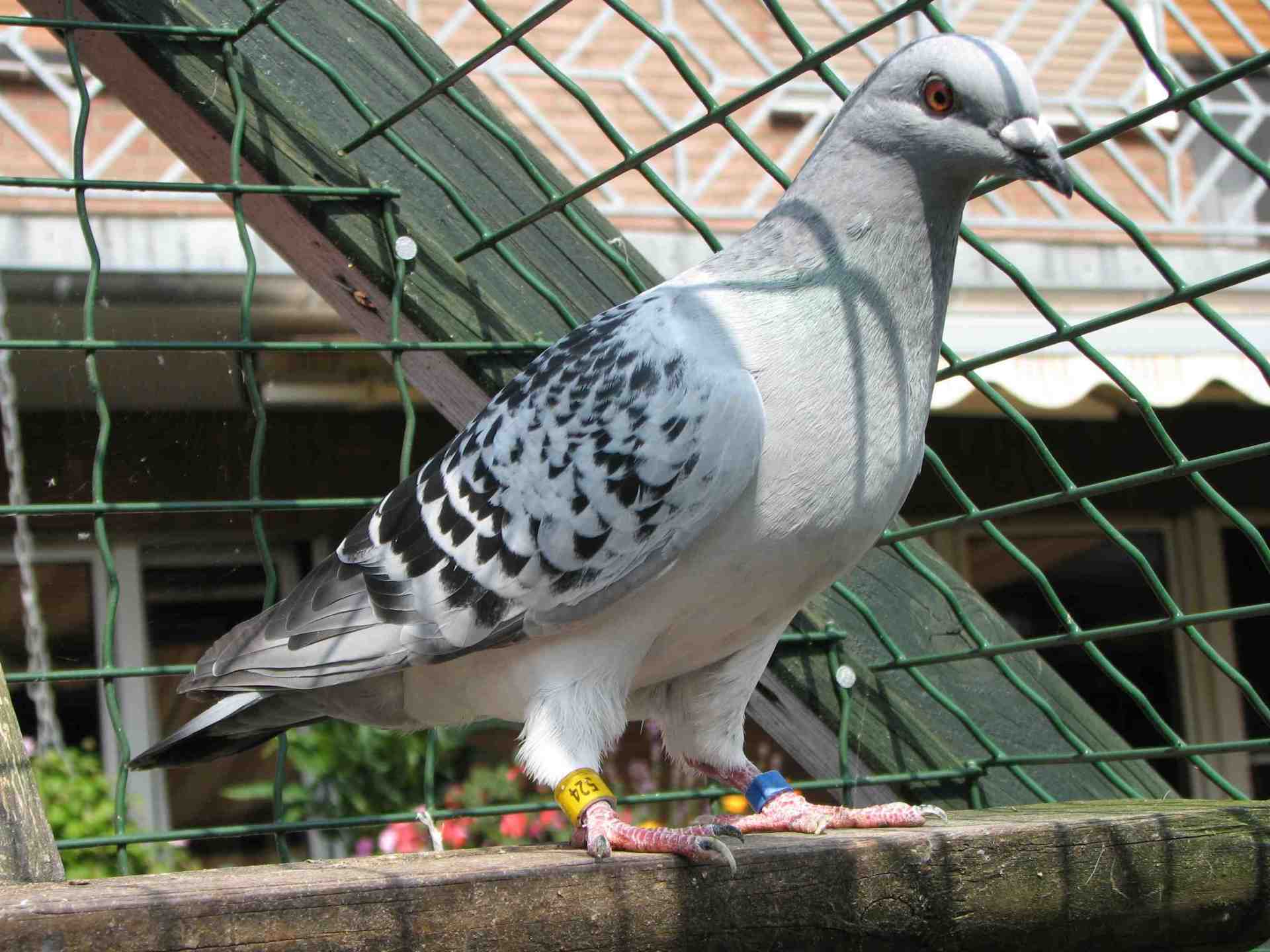 bunte Brieftauben, Brieftauben mit seltenen Farben