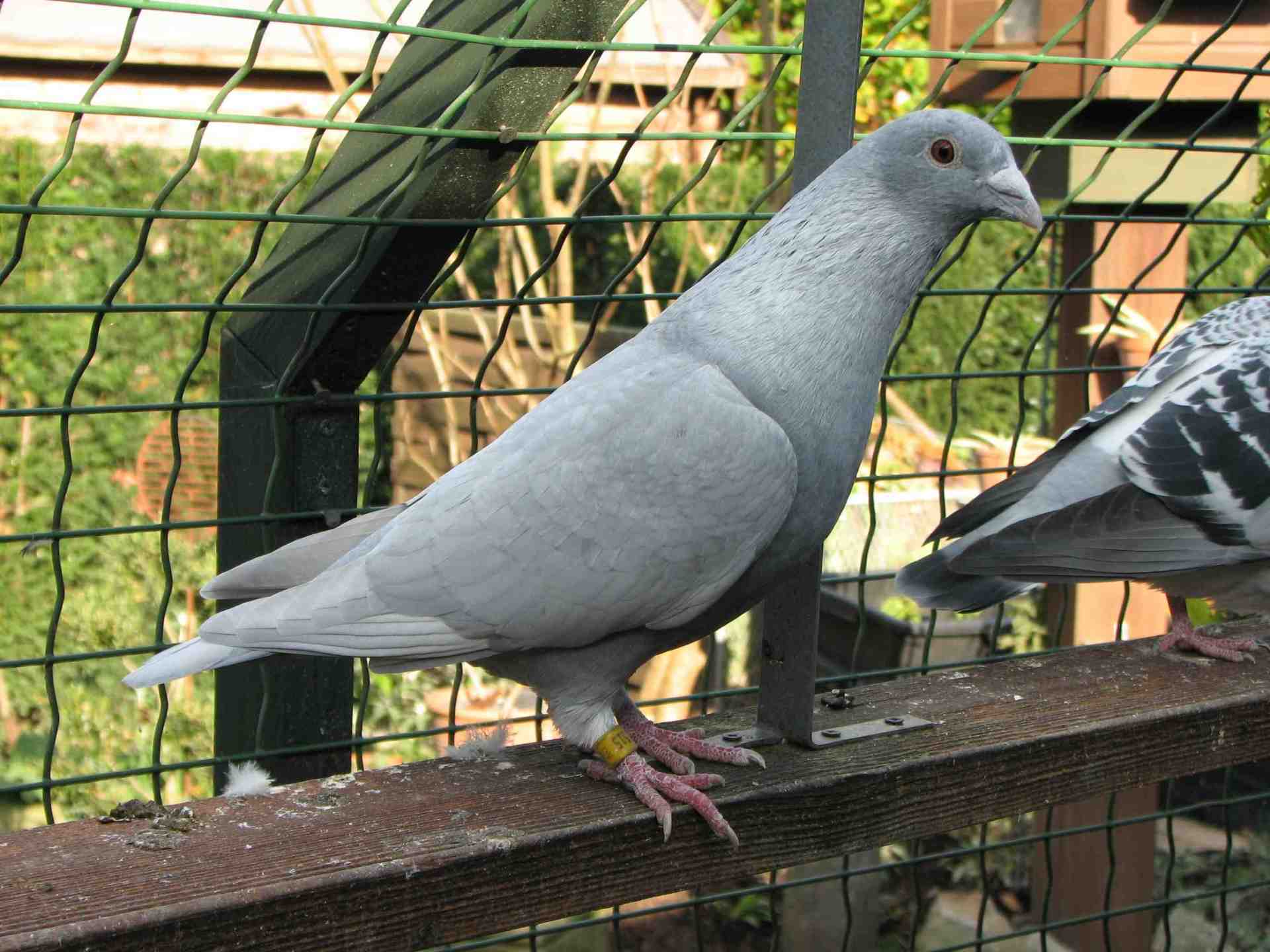 bunte Brieftauben, Brieftauben mit seltenen Farben