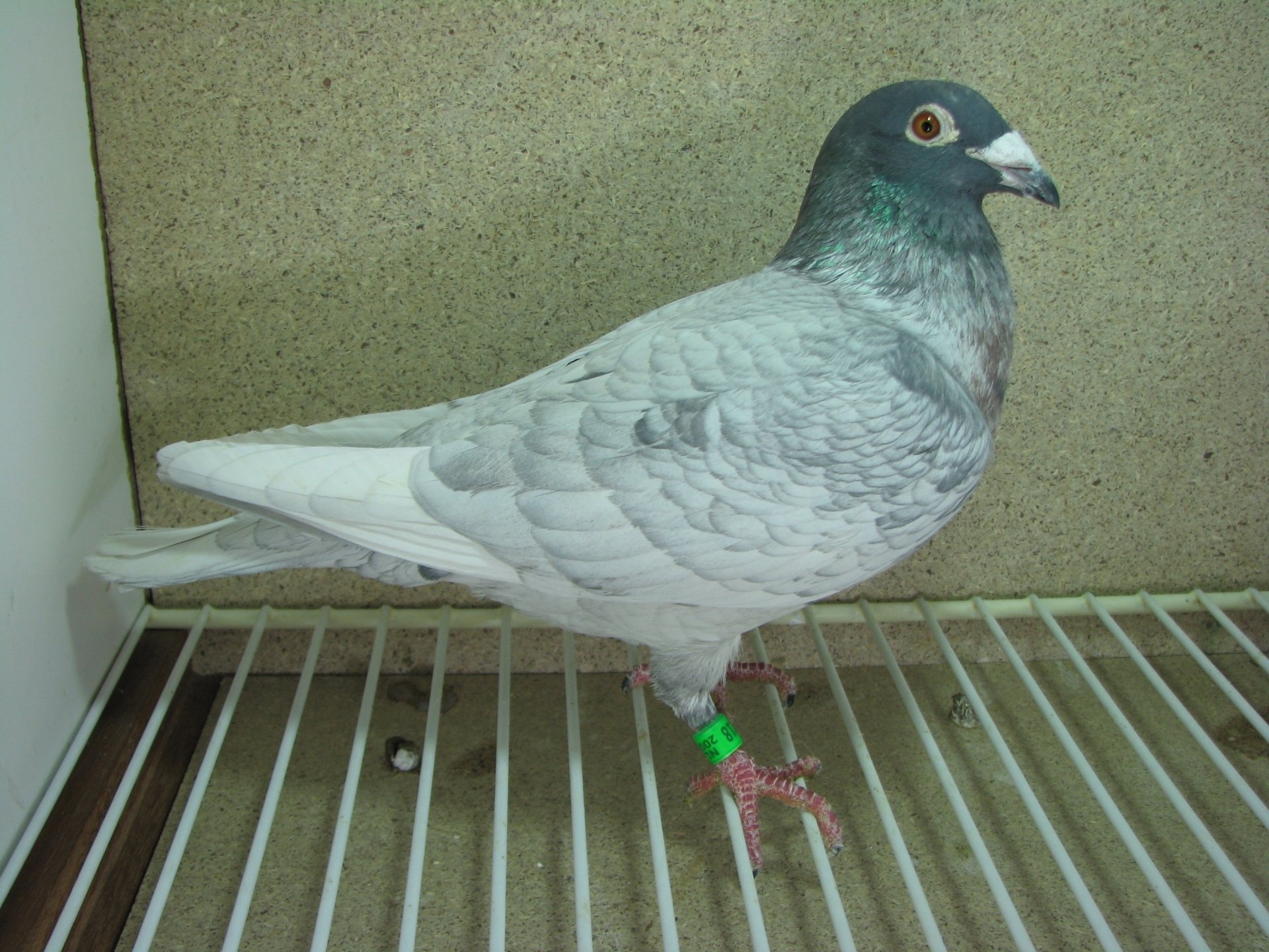 Brieftauben mit seltenen Farben und Mutationen