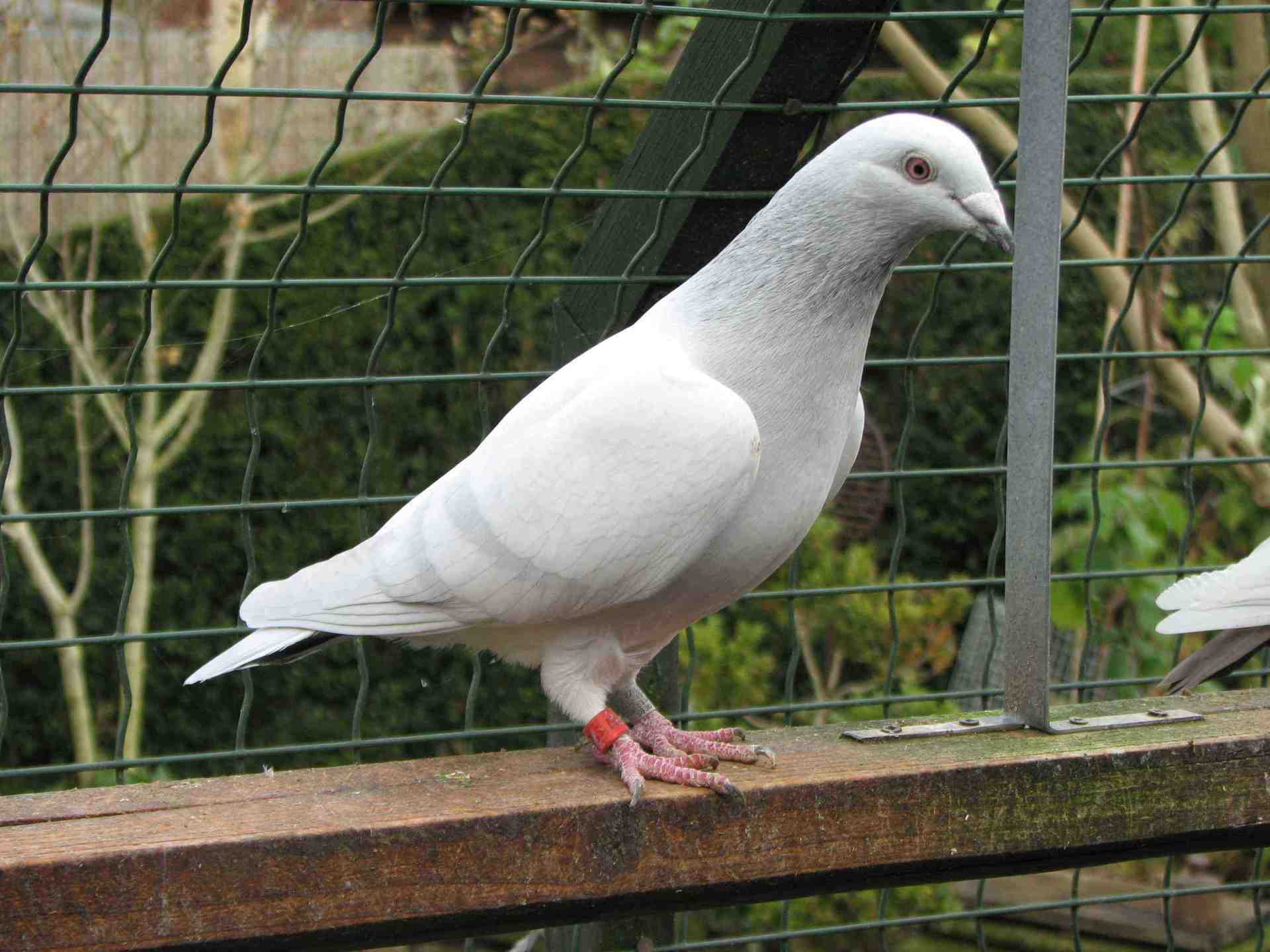 bunte Brieftauben, Brieftauben mit seltenen Farben