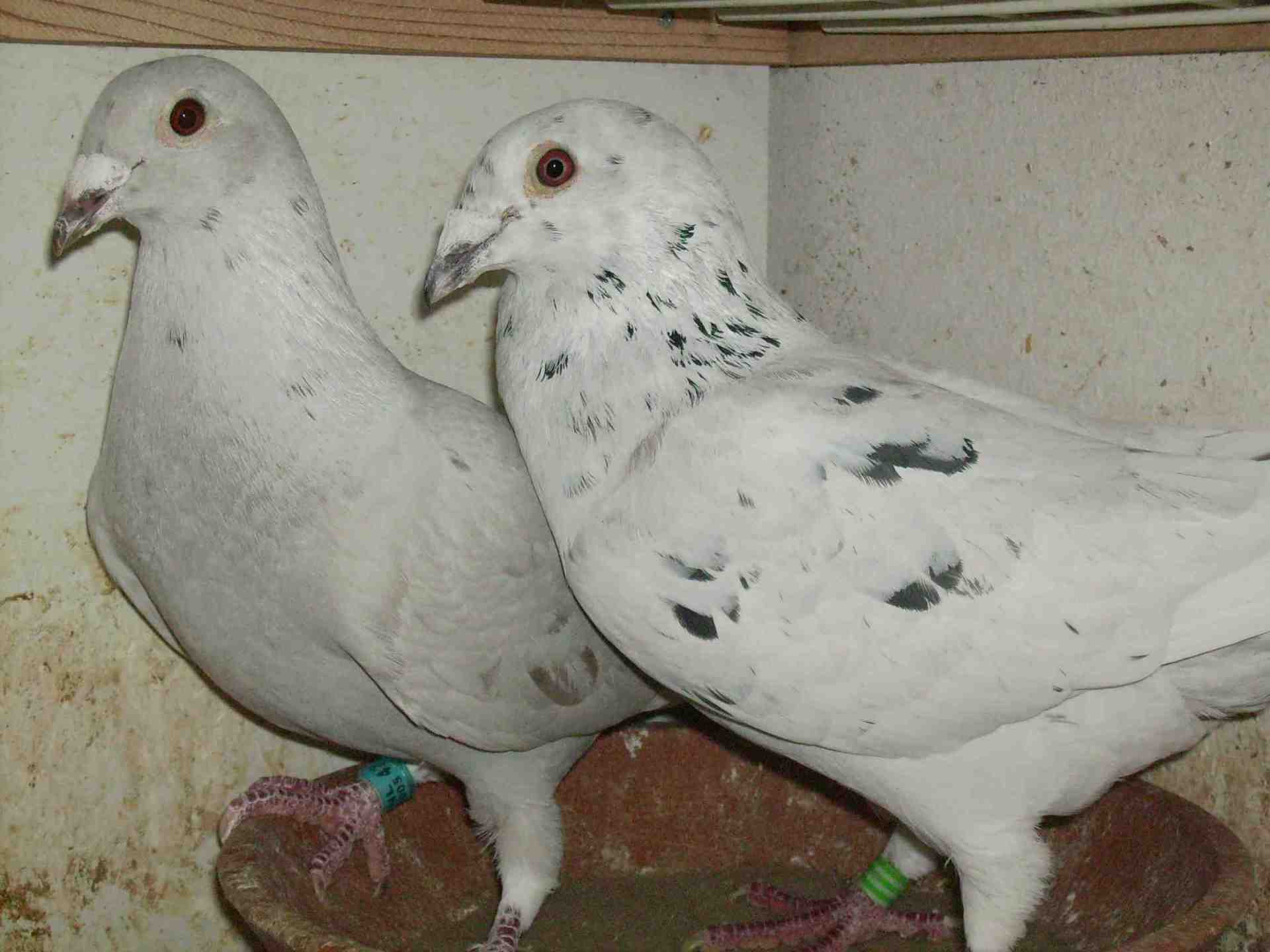 bunte Brieftauben, Brieftauben mit seltenen Farben