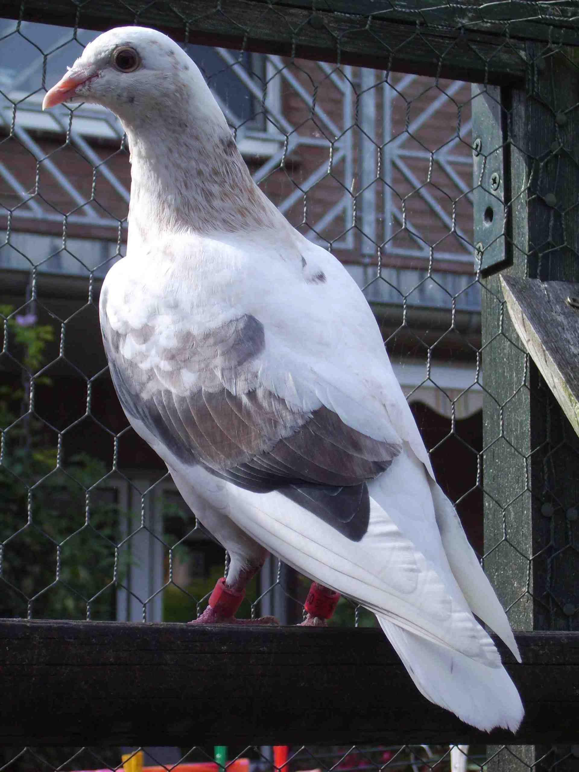 bunte Brieftauben, Brieftauben mit seltenen Farben