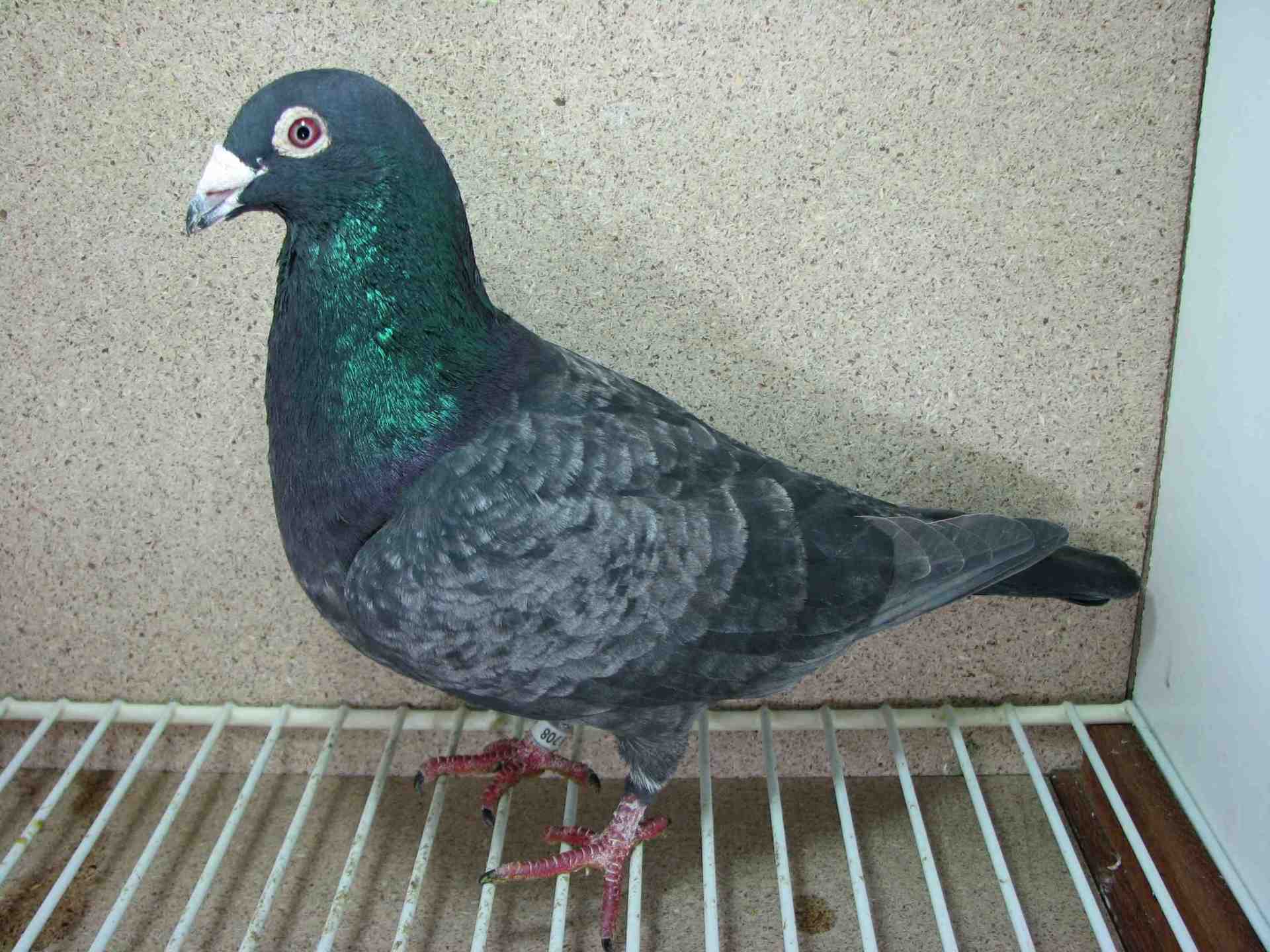 bunte Brieftauben, Brieftauben mit seltenen Farben