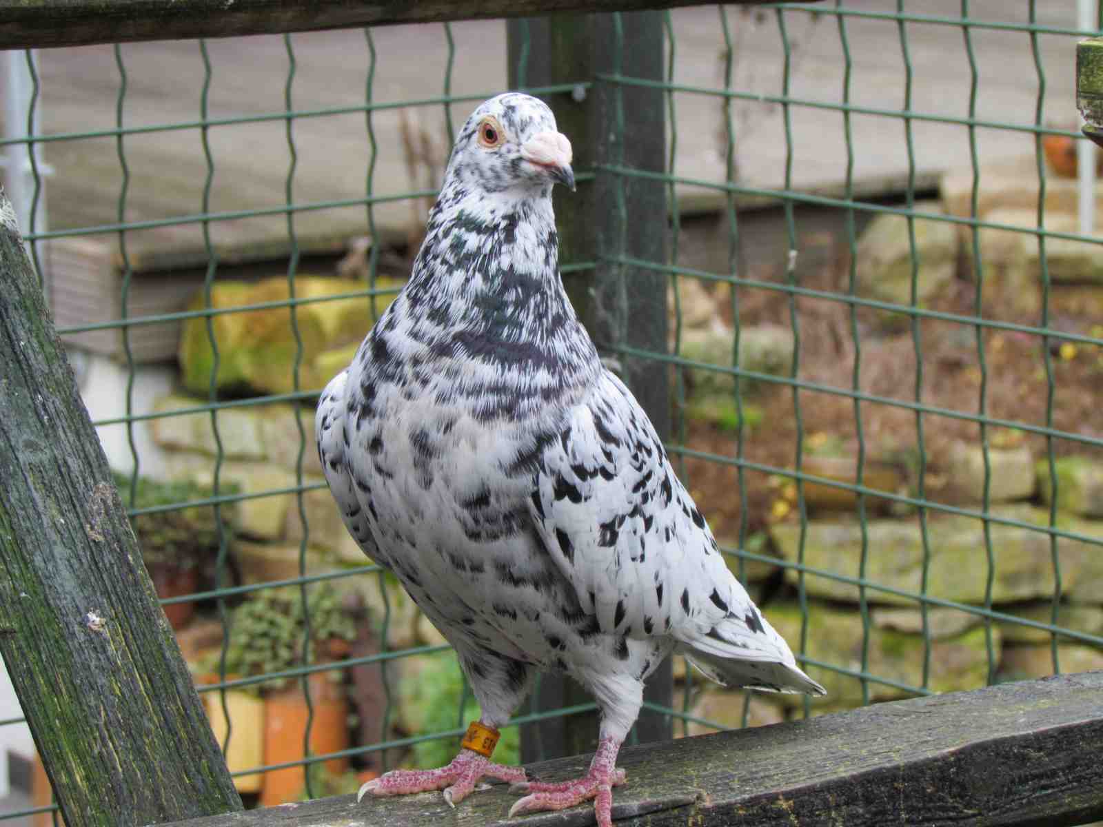 bunte Brieftauben, Brieftauben mit seltenen Farben