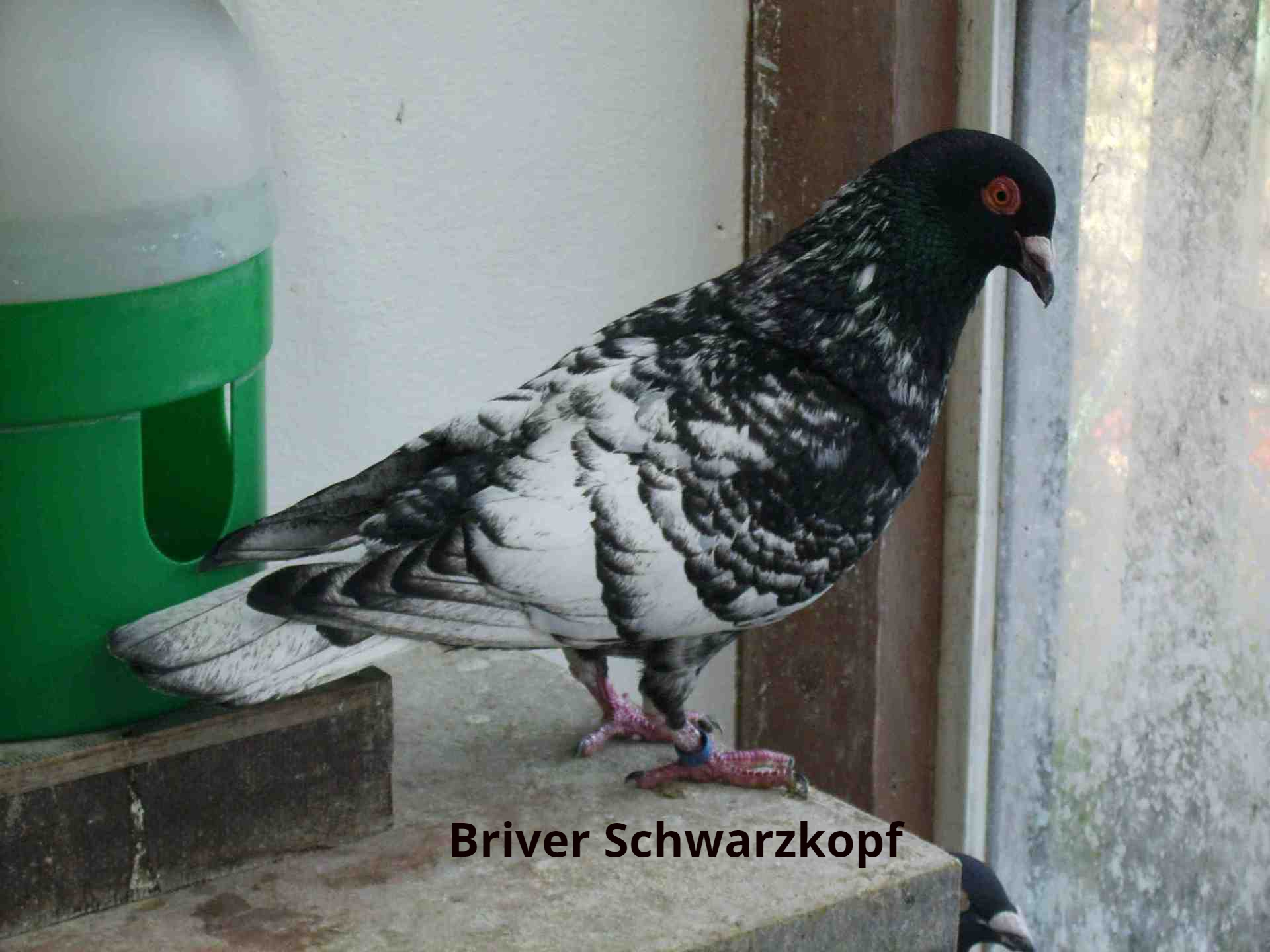 Brieftauben mit seltenen Farben und Mutationen